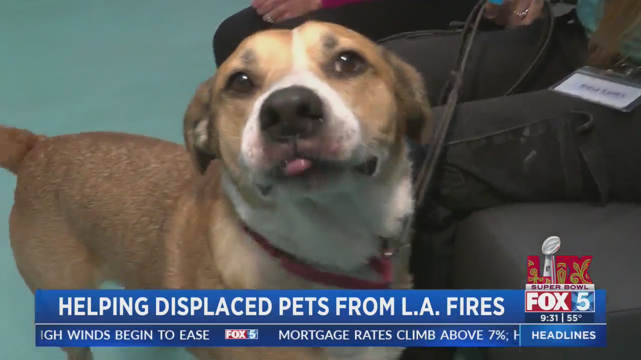 Local shelters helping displaced pets from L.A. fires – FOX 5 San Diego ...