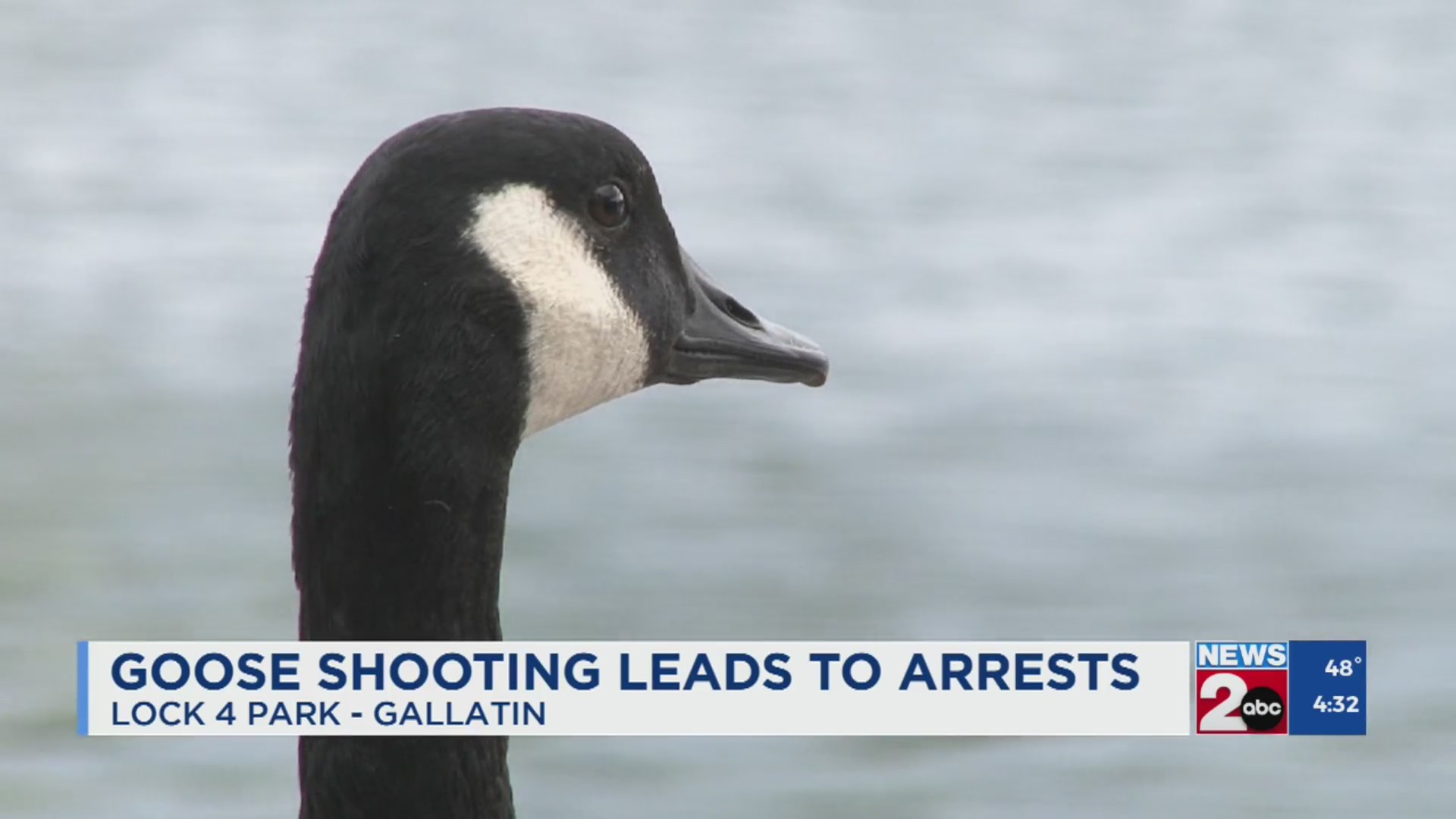 Goose shooting in Sumner County leads to arrest – WKRN News 2