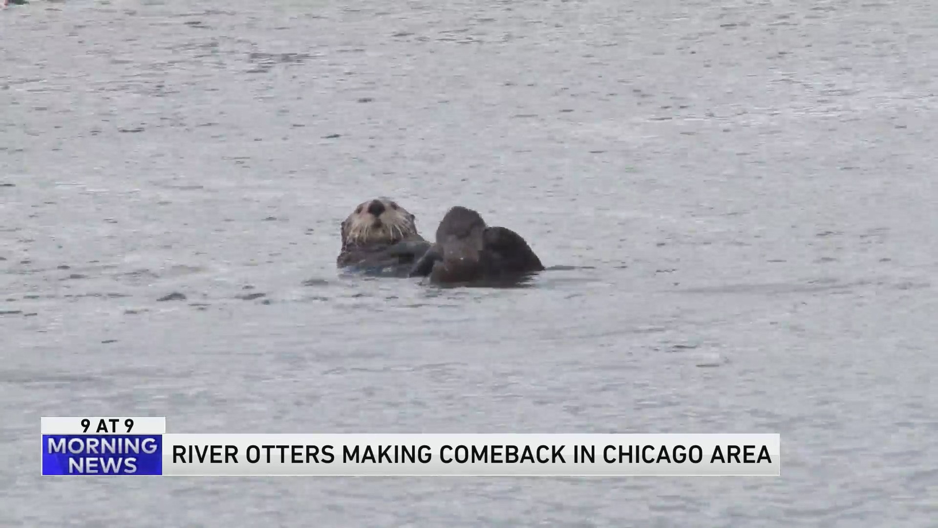 River otters are making a comeback in Chicago area – WGN-TV