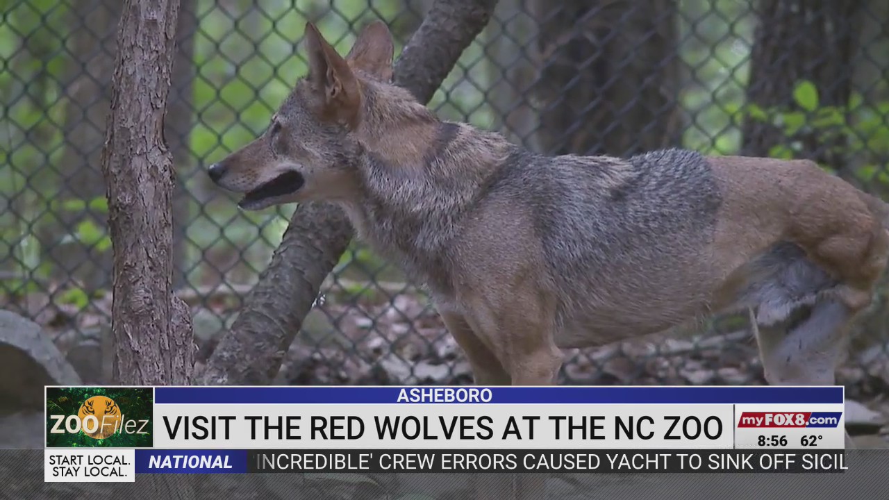 Meet the NC Zoo red wolves that are helping save their species – FOX8 WGHP