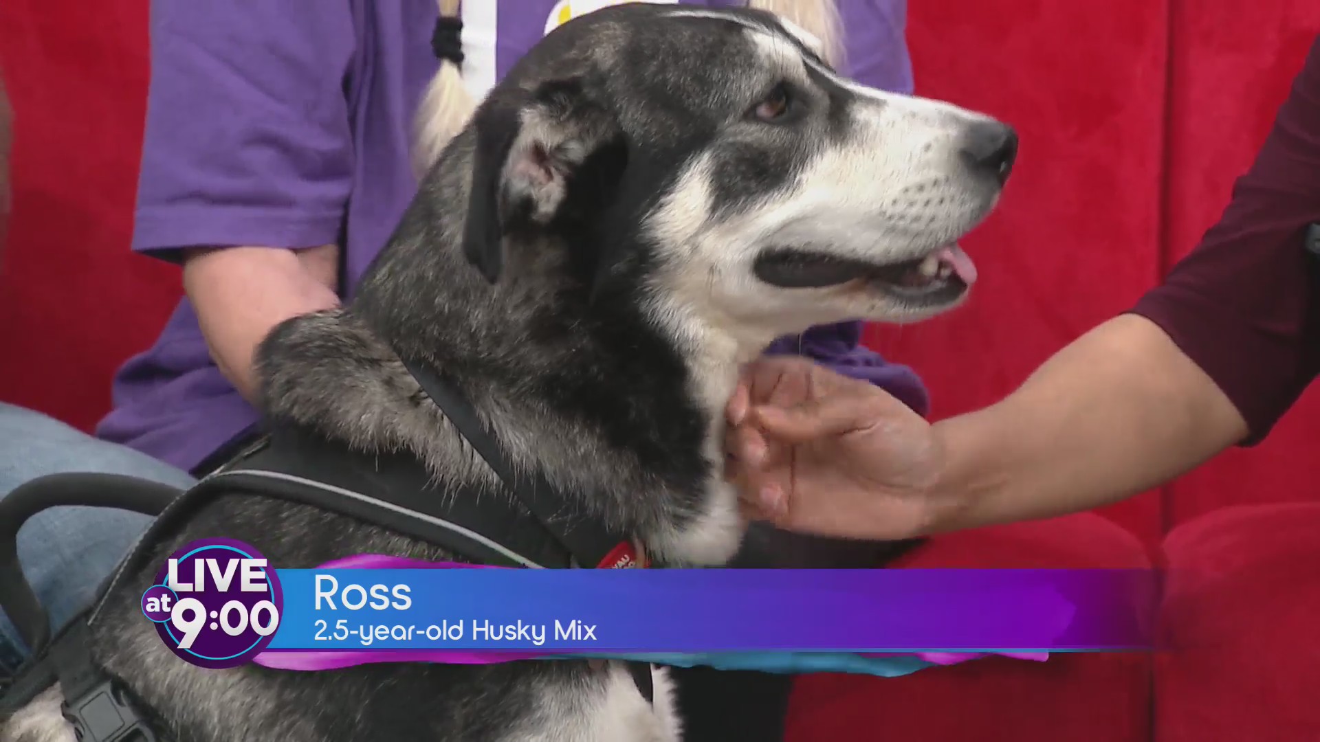 Ross is the most beautiful soul and deserves the best home – WREG.com