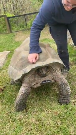Tortoise Enjoys a ‘Good Shell Scratch’ at Nashville Zoo – WNCT