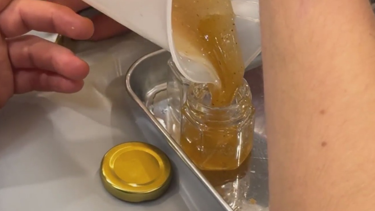 Honeybees thrive on 19th floor of KOIN Tower – KOIN.com