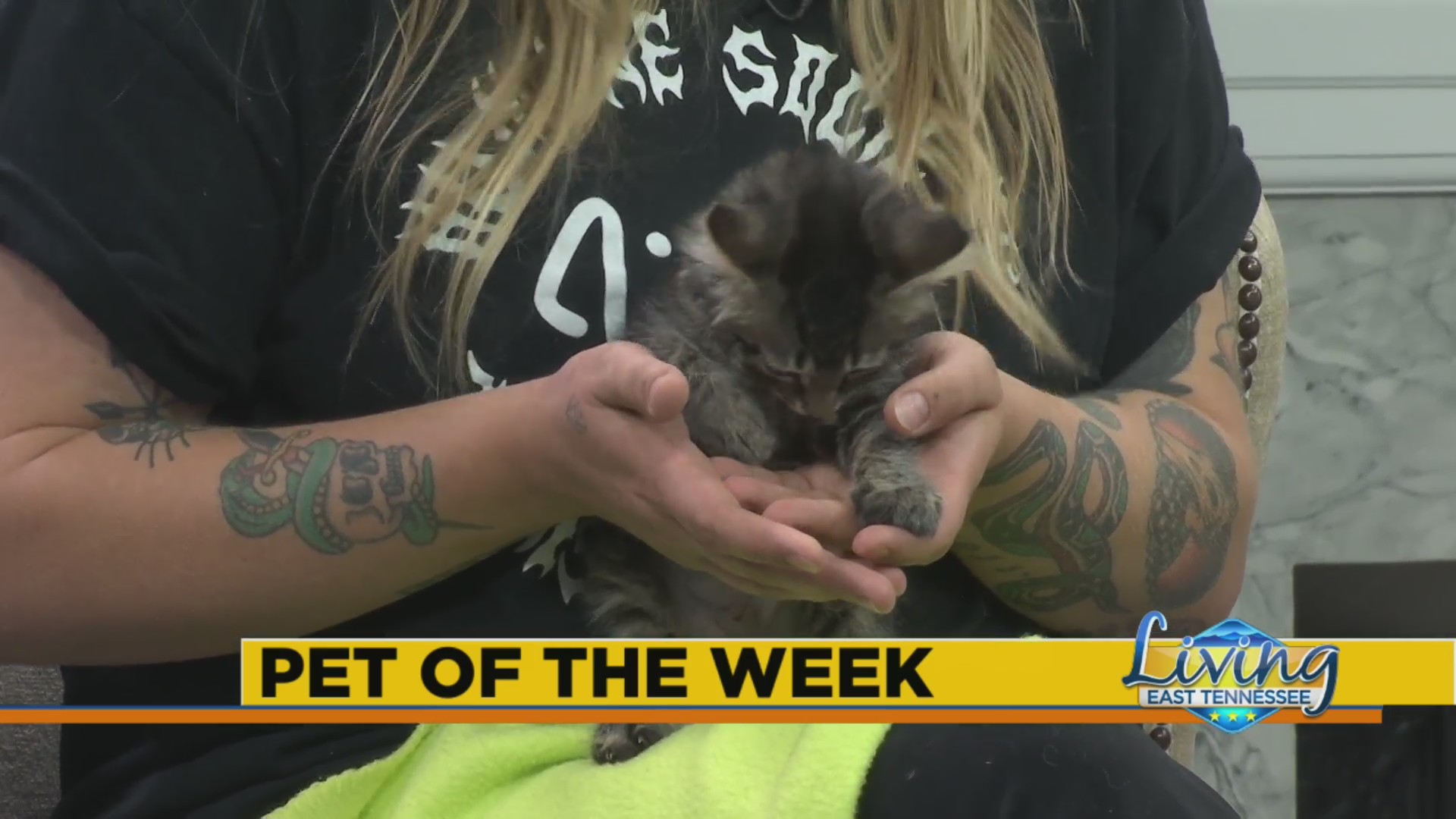 Pet of the Week: Watson – WATE 6 On Your Side