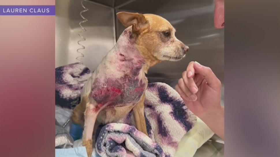 ‘Penny’s law’: NYC dog attack inspires legislation to hold owners ...