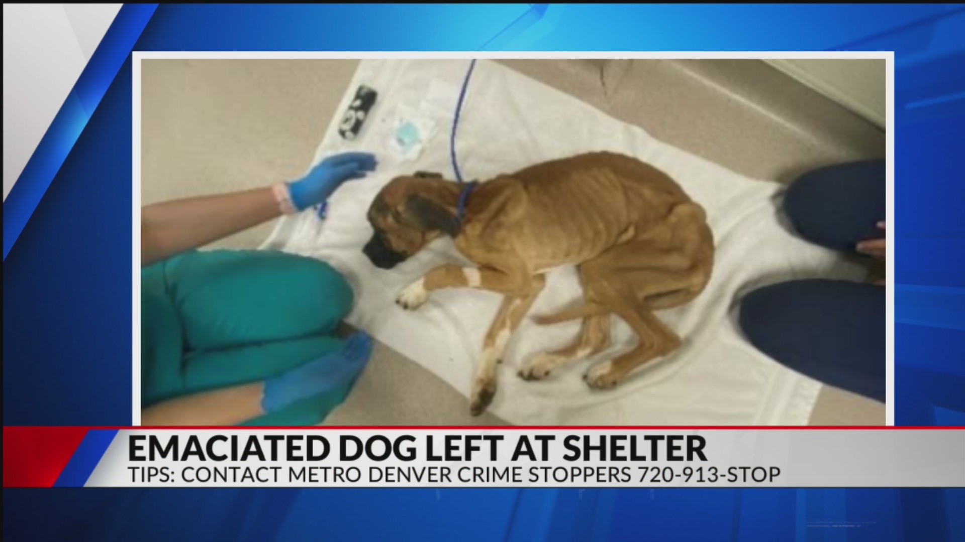 Police: Woman who brought emaciated dog to shelter was good Samaritan ...