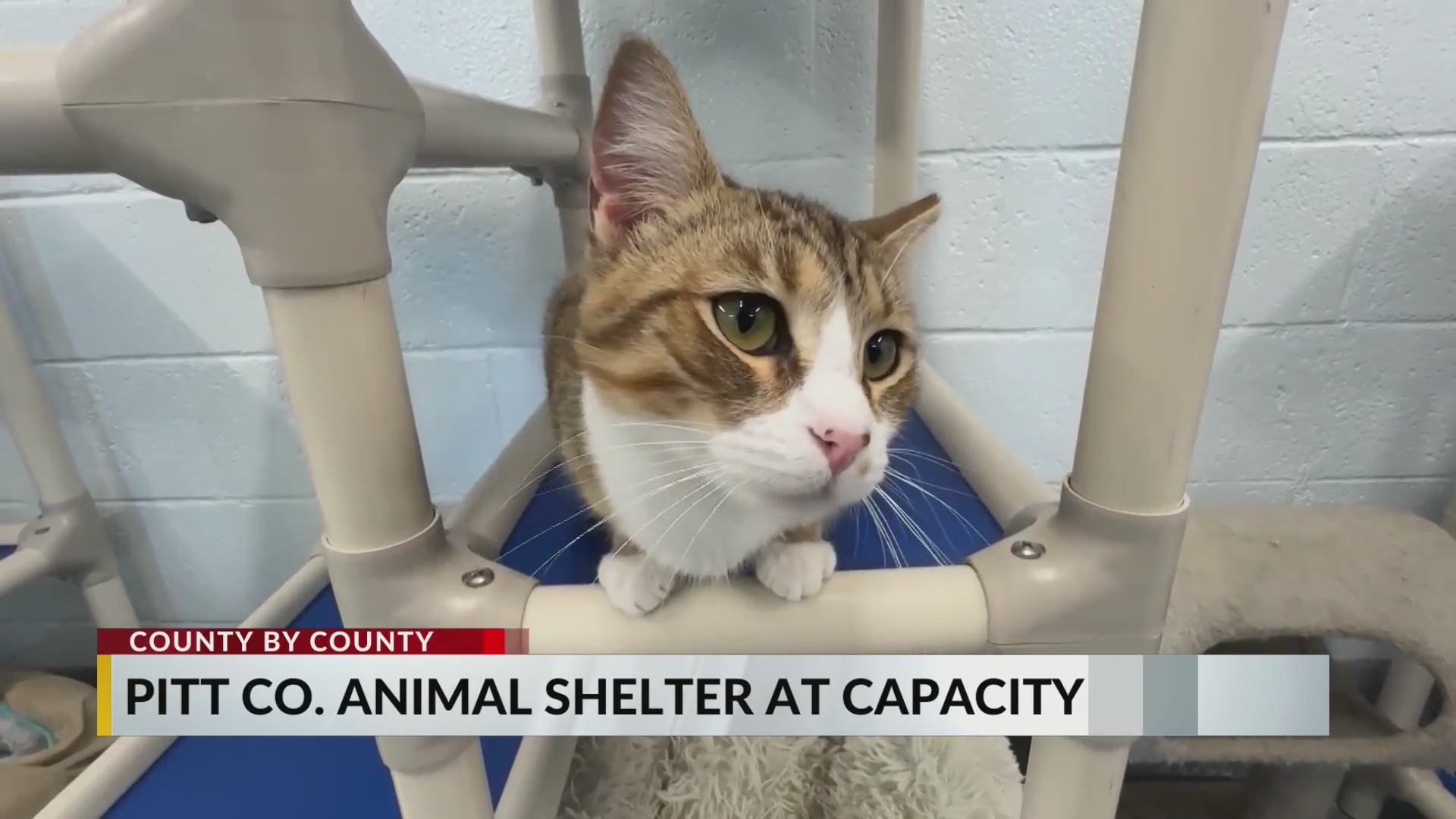 Pitt County Animal Shelter leaders talk animal intake amount over ...