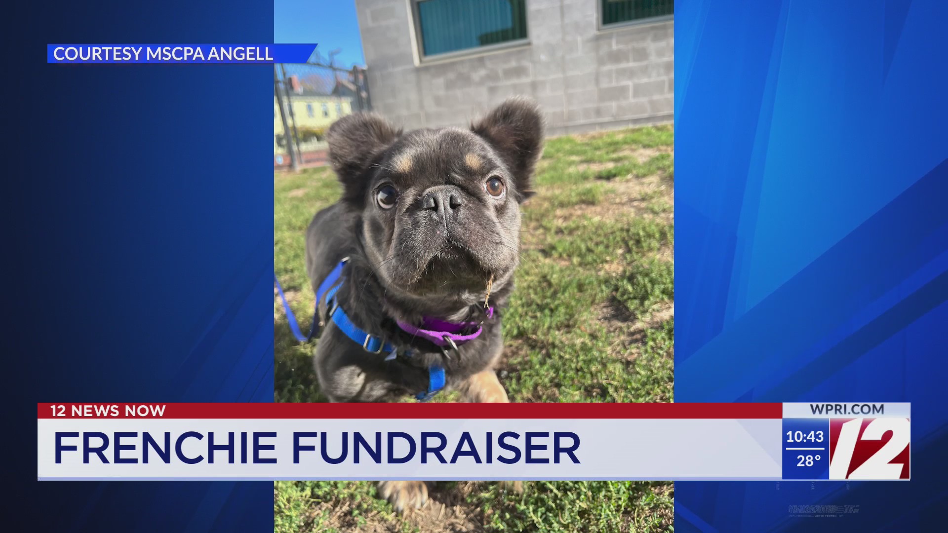 MSPCA seeks donations for Frenchie’s leg amputation – WPRI.com