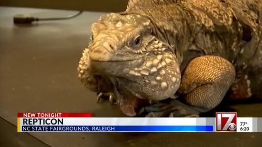Repticon continues Sunday at NC State Fairgrounds in Raleigh – CBS17.com
