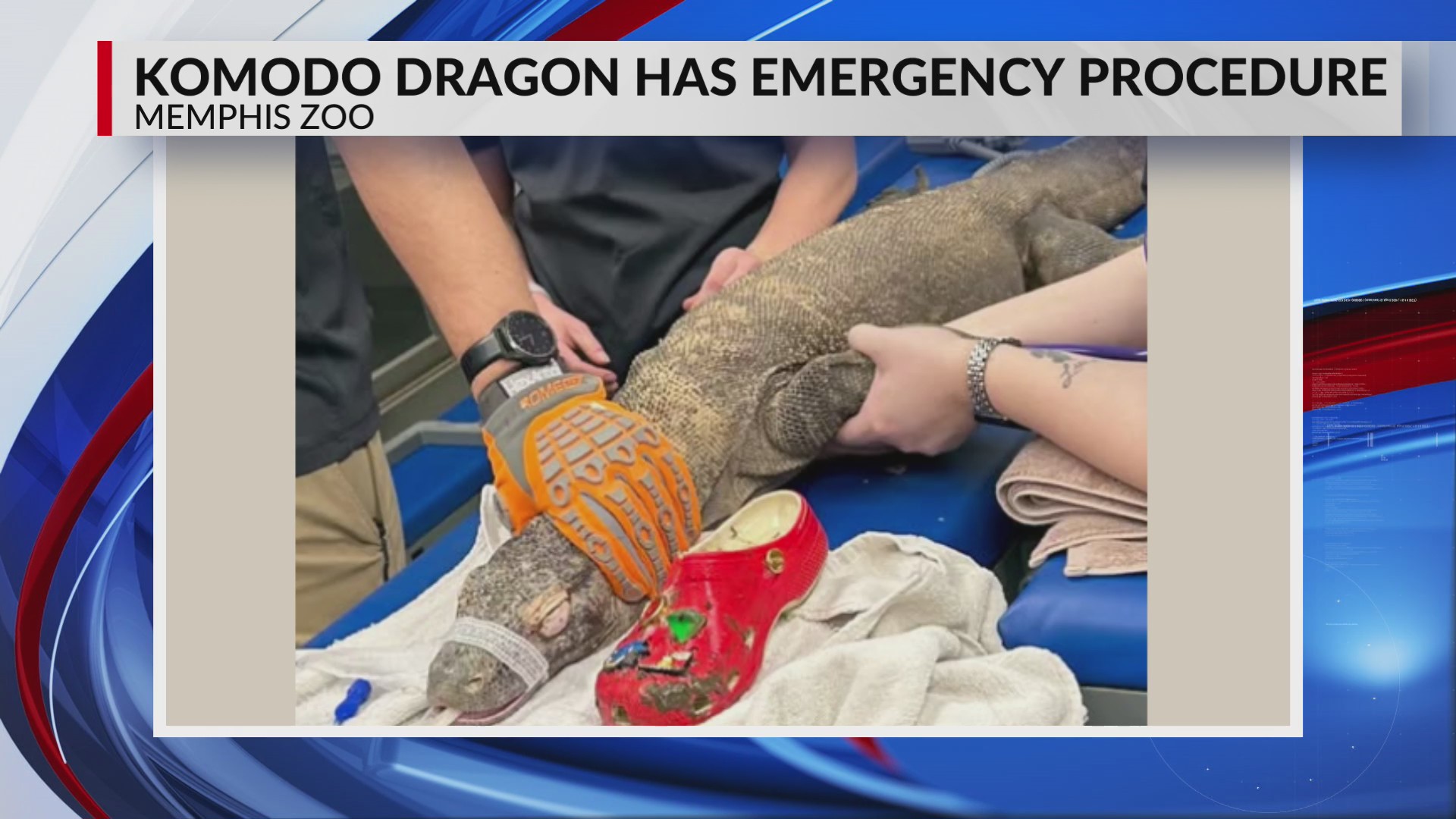 Komodo dragon eats shoe thrown into zoo exhibit – FOX 2