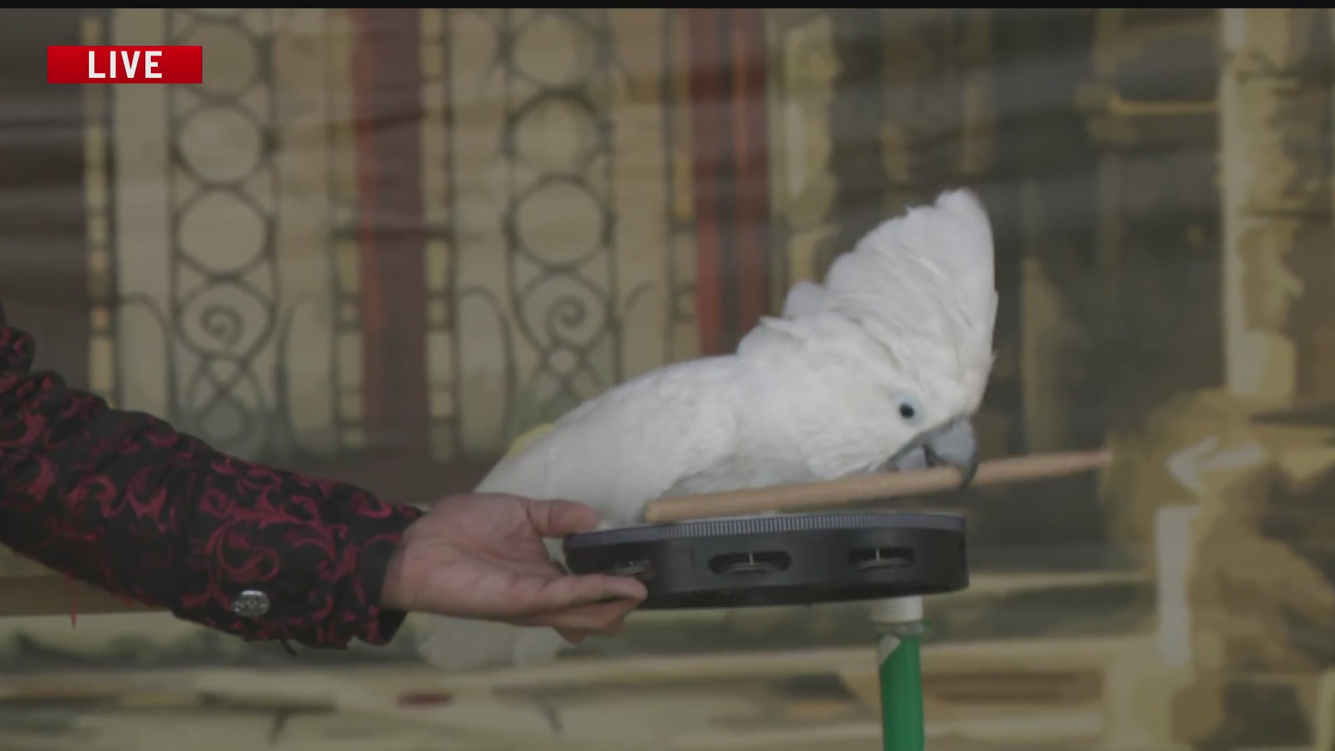 The Cockatoo Encounter at the Renaissance’s Faire’s Spring Fling ...