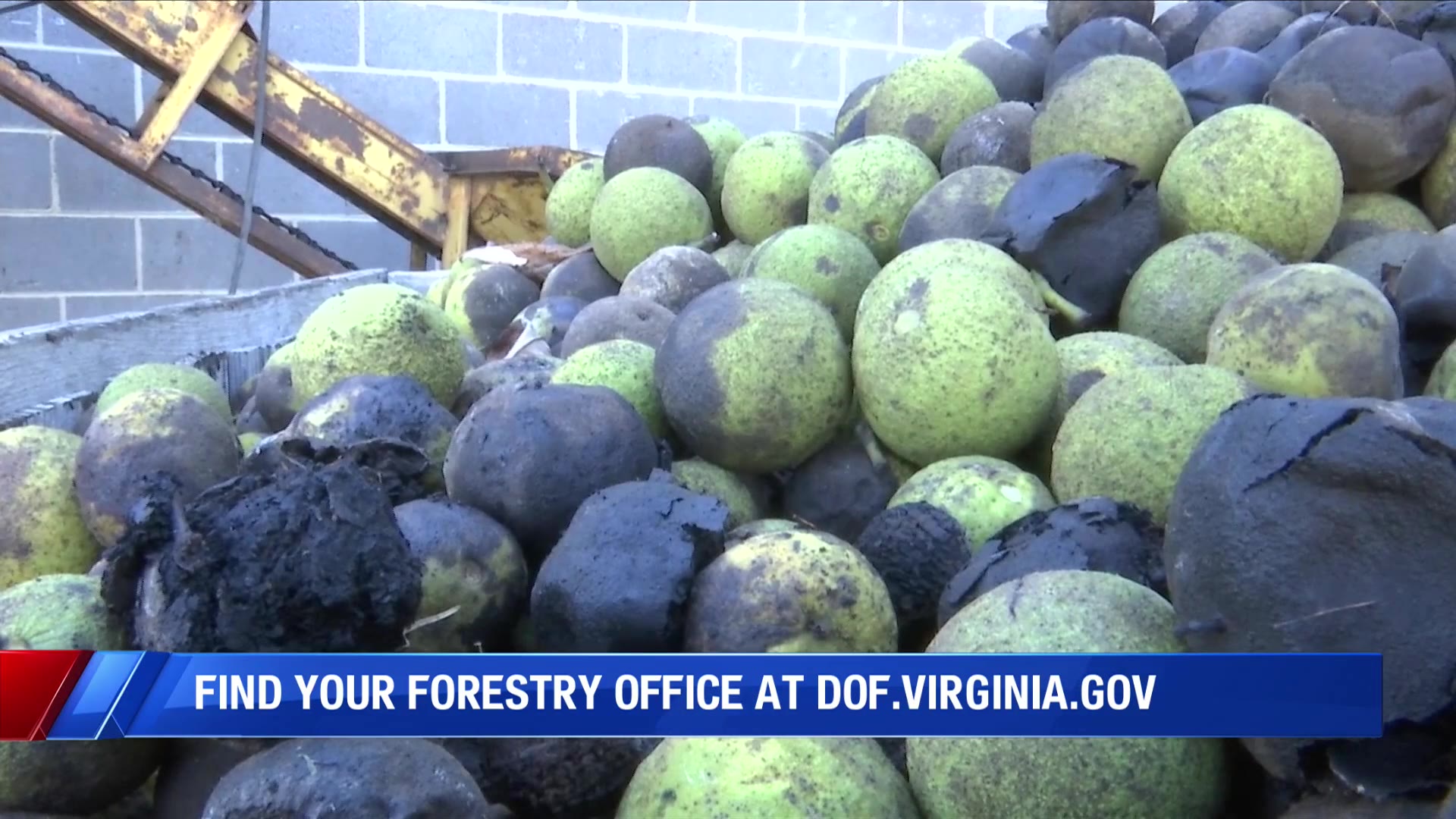 Donate acorns, chestnuts, and walnuts to help Virginia Forestry plant ...
