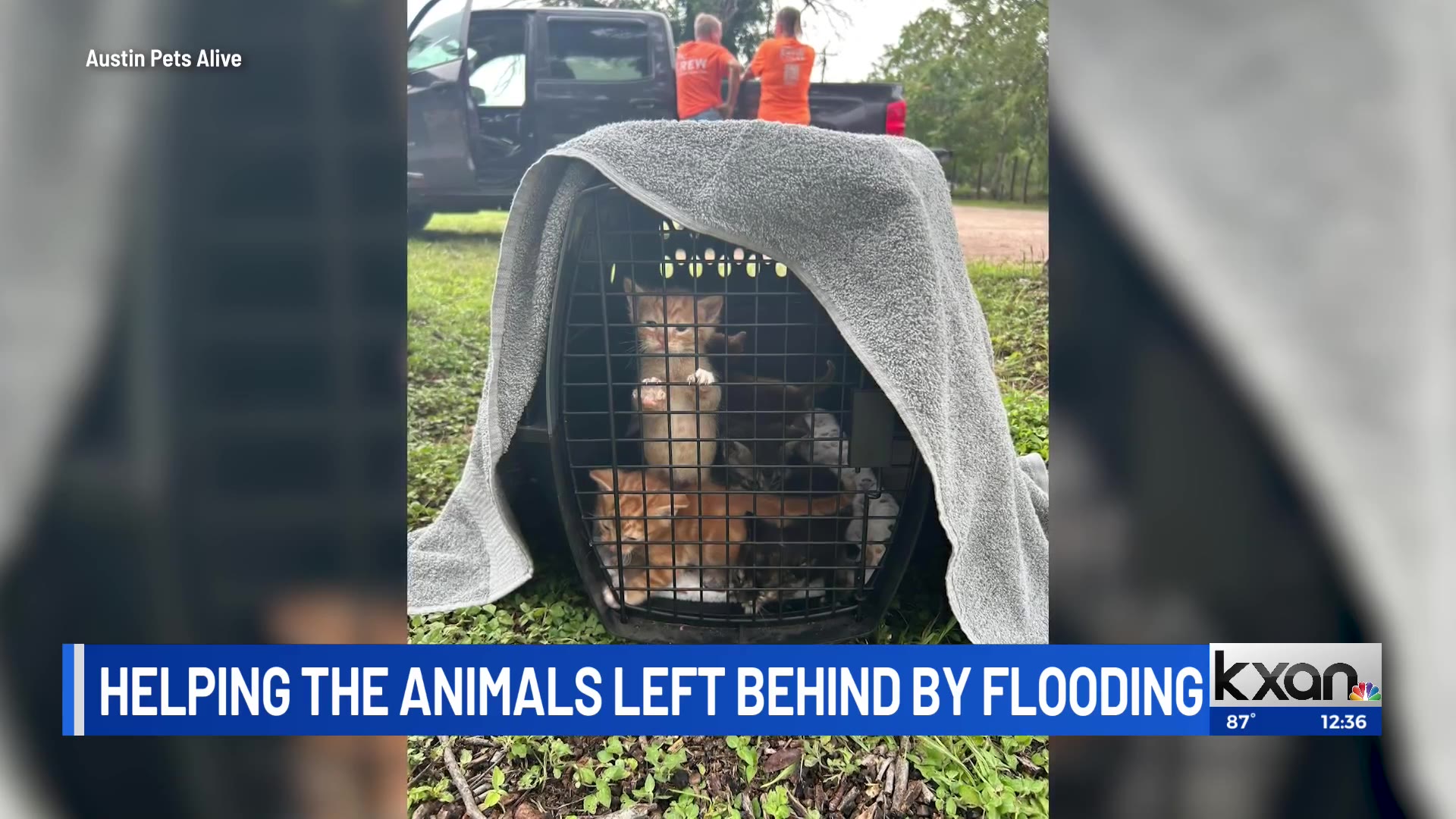 APA! helping animals left behind by the floods – KXAN Austin