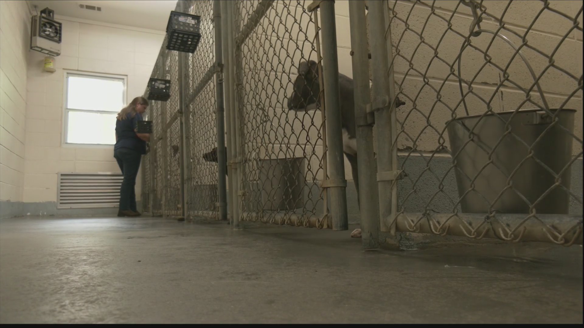 Bulloch animal shelter to hold grand re-opening – WSAV-TV