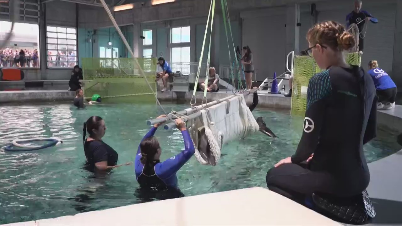 WATCH: Follow 4-dolphins’ journey from Gulf World to a better home ...