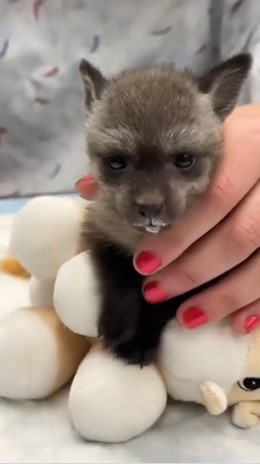 ‘Ear-resistible’ Bat-Eared Fox Kit Gets Bottle-Fed at Cincinnati Zoo – WNCT