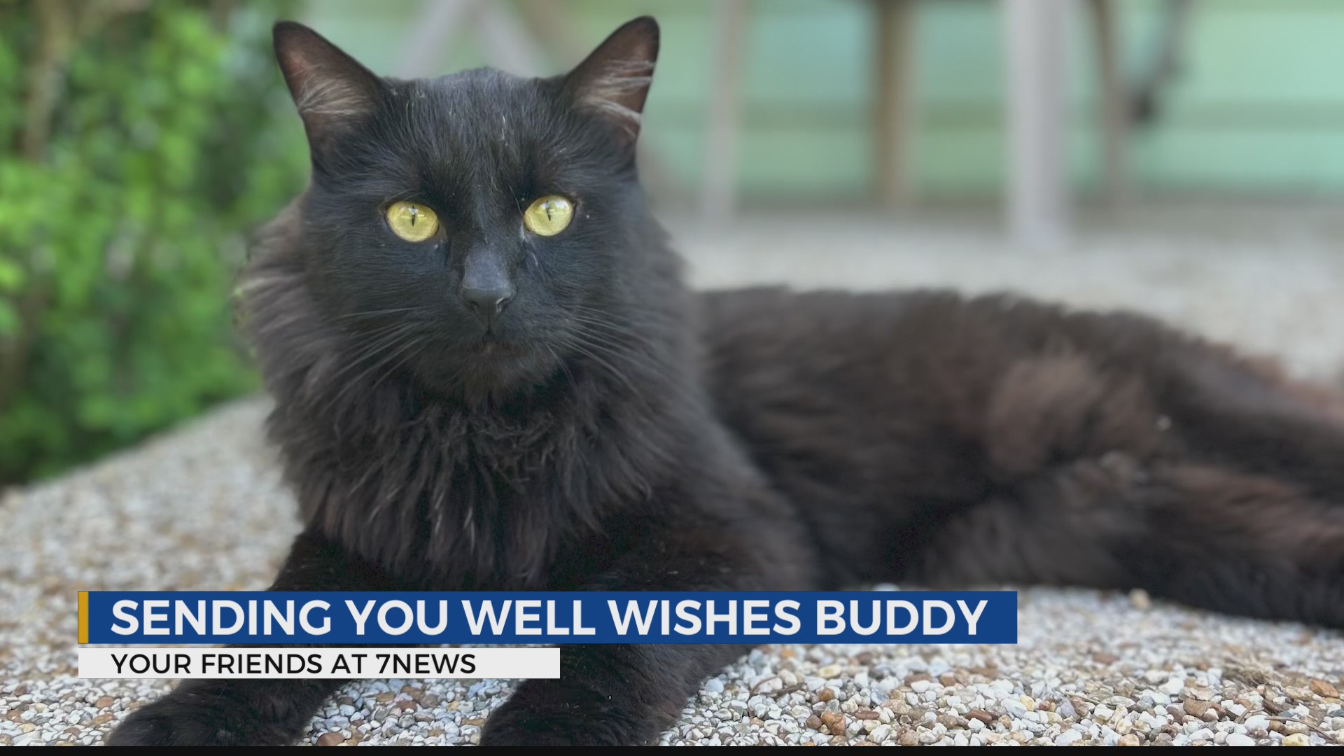Local cat survives gunshot wound to face, owner speaks out about his ...