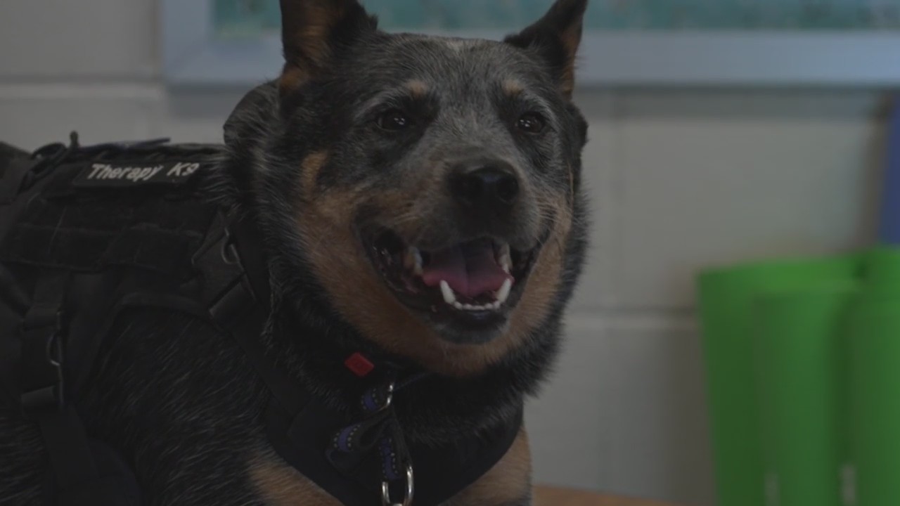 Building relationships one bark at a time, FWPD’s K9 Tinsley is ...