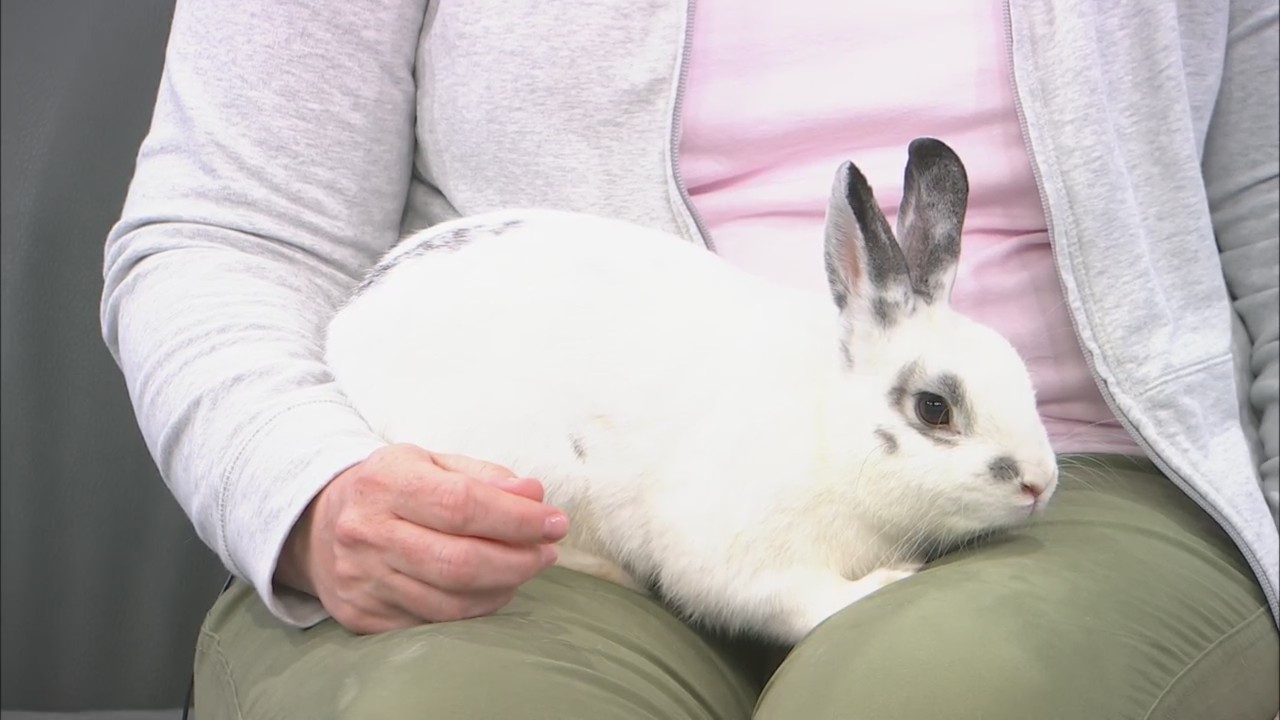 SPCA Monday: Superstar is the “perfect rabbit” – News 4 Buffalo