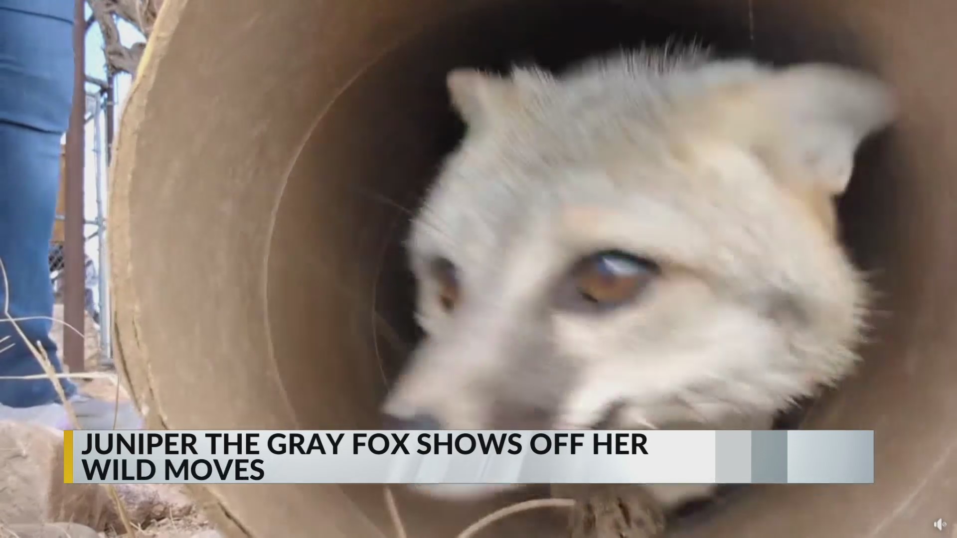 New Mexico Wildlife Center shows off gray fox’s wild moves – KRQE NEWS ...