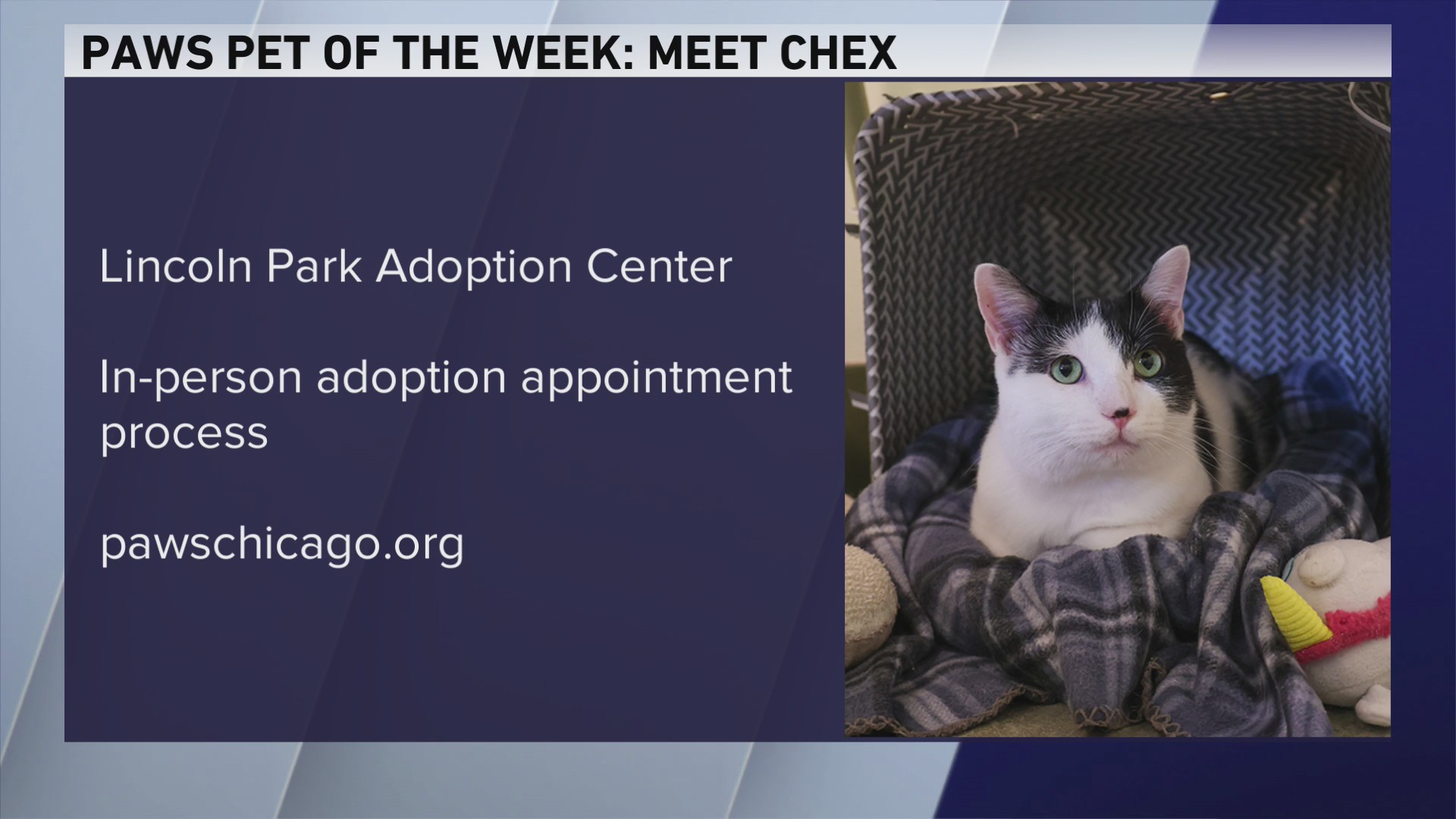PAWS Chicago Pet of the Week: Meet Chex – WGN-TV