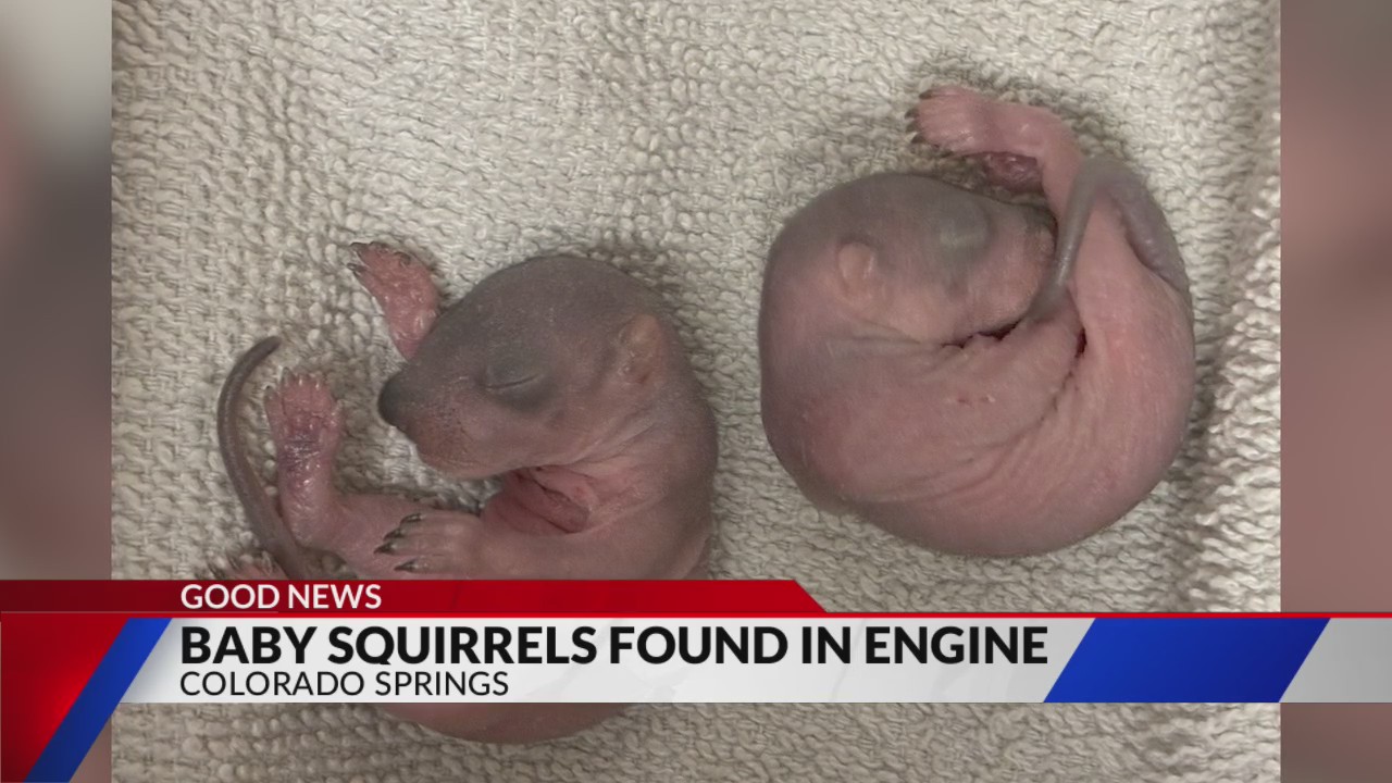 Baby squirrels found in car engine compartment – FOX21 News Colorado