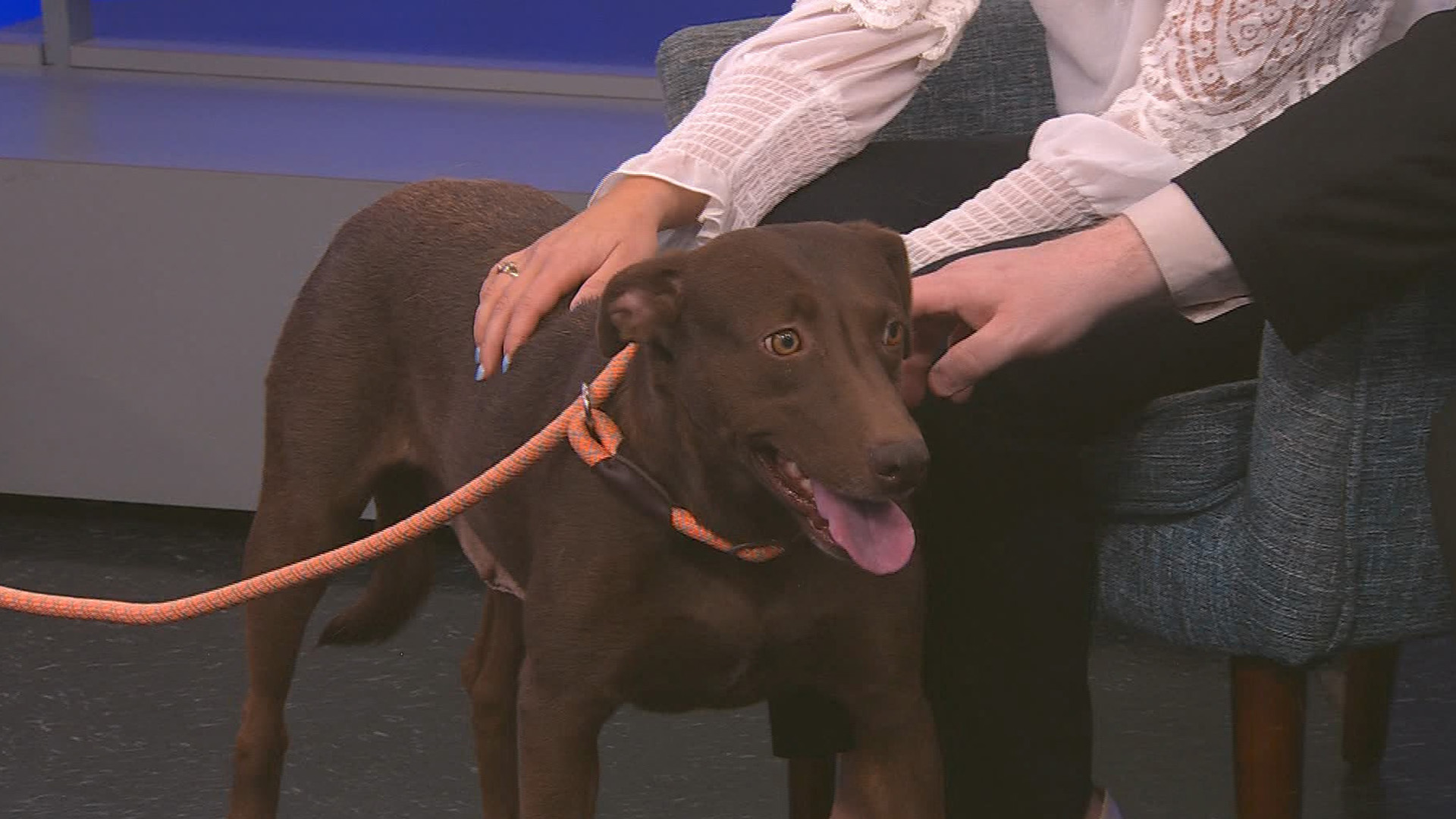 KLBK’s Pet of the Day is Coco! (8/13/25) – KLBK | KAMC ...