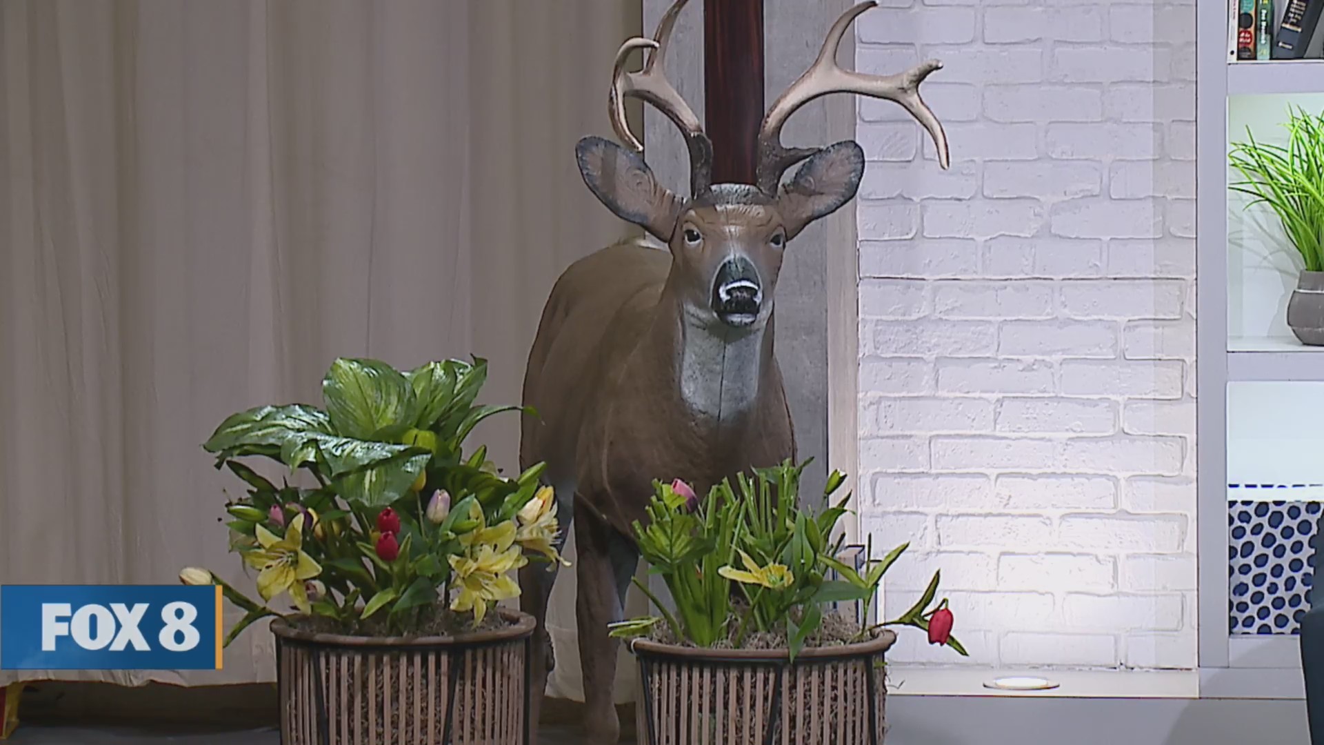 New Day Cleveland: En Garde Deer Defense – Fox 8 Cleveland WJW