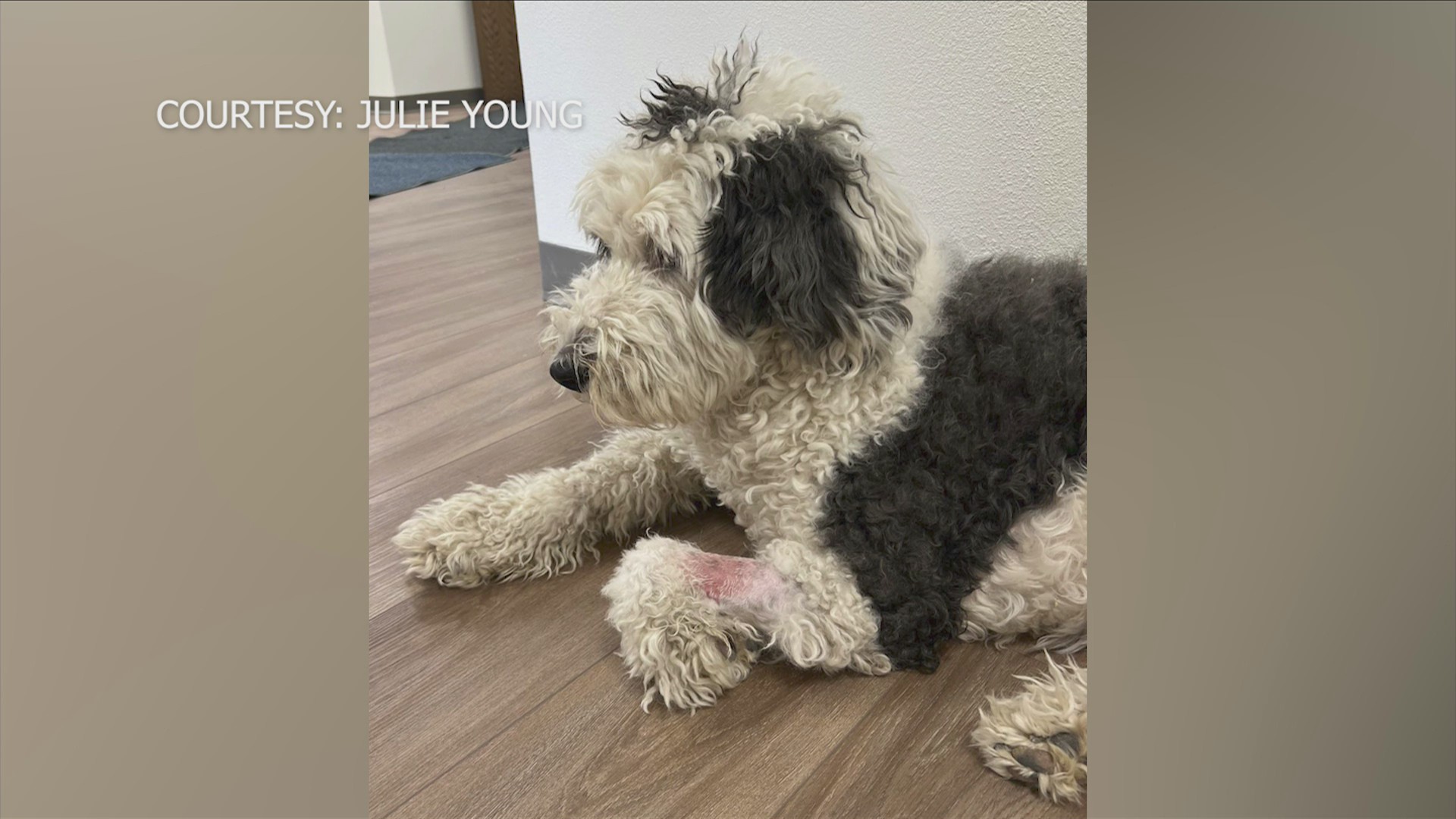 Dog recovering after being exposed to methamphetamine at local thrift ...