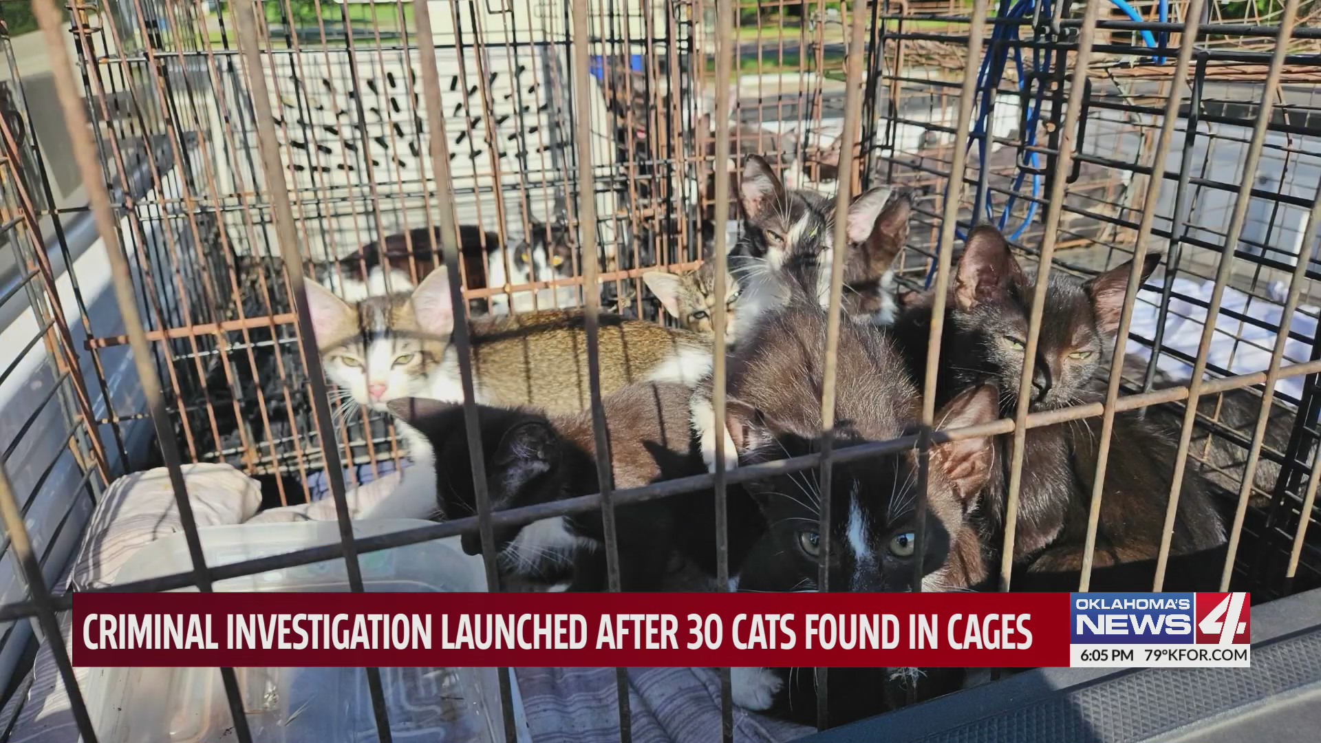 Criminal investigation launched after 30 cats found in cages – KFOR.com ...