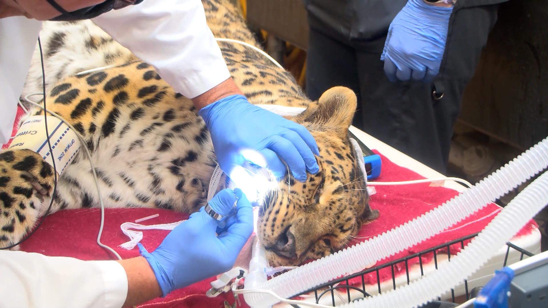 Wild Stuff: Leopard root canal – WJET/WFXP/YourErie.com