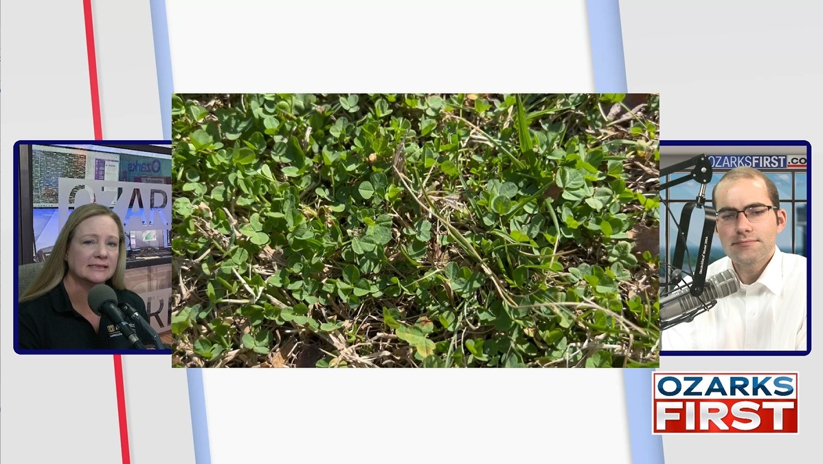 Discover the difference between clover and shamrocks – KOLR ...