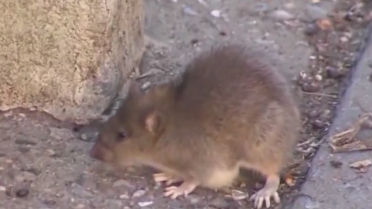 NYC hosts inaugural National Urban Rat Summit – PIX11