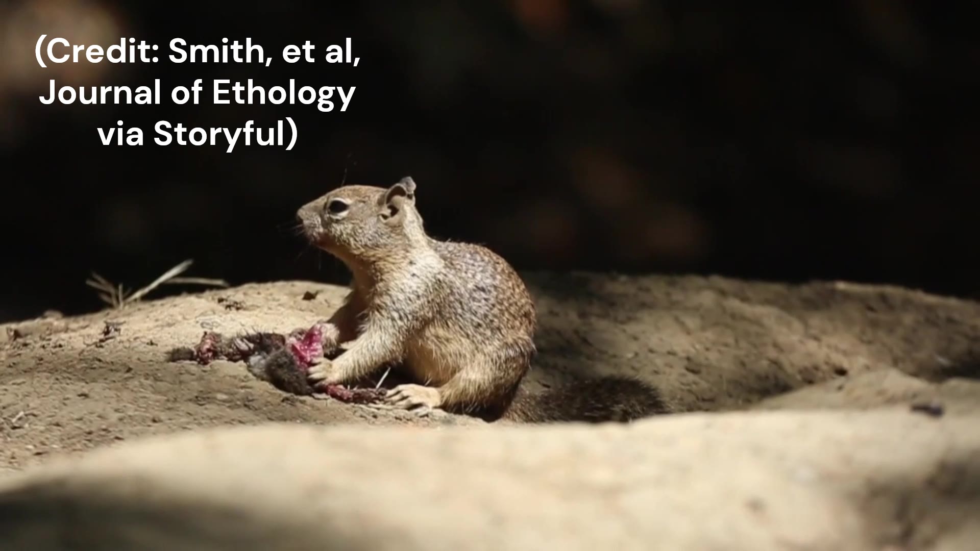 Squirrels seen hunting, killing small rodents for first time: Study ...