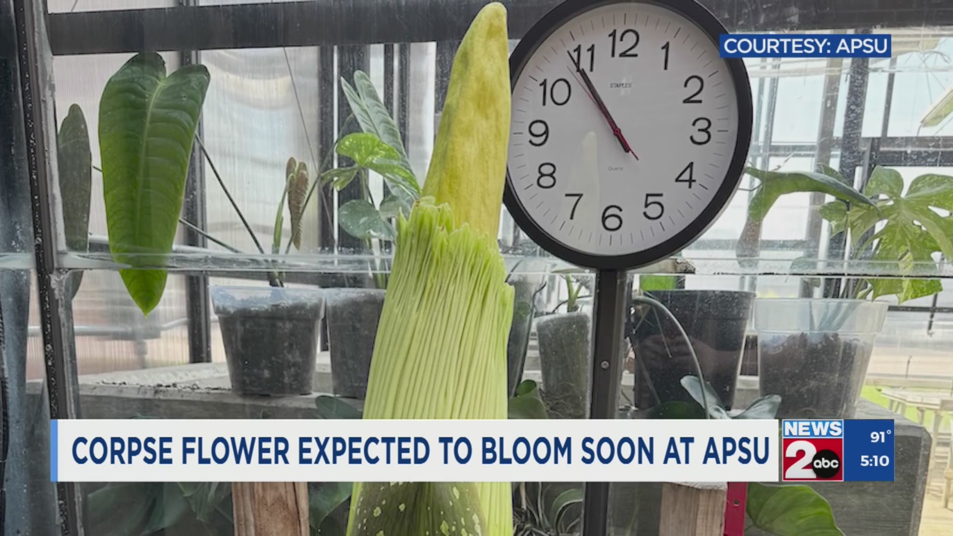 Corpse flower expected to bloom at Austin Peay – WKRN News 2