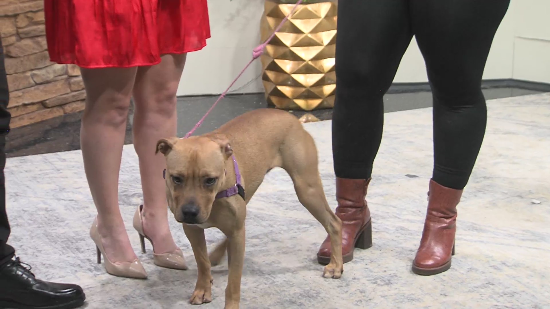 Animal Humane New Mexico Pet of the Week: Adoptable dog Lisa brings ...