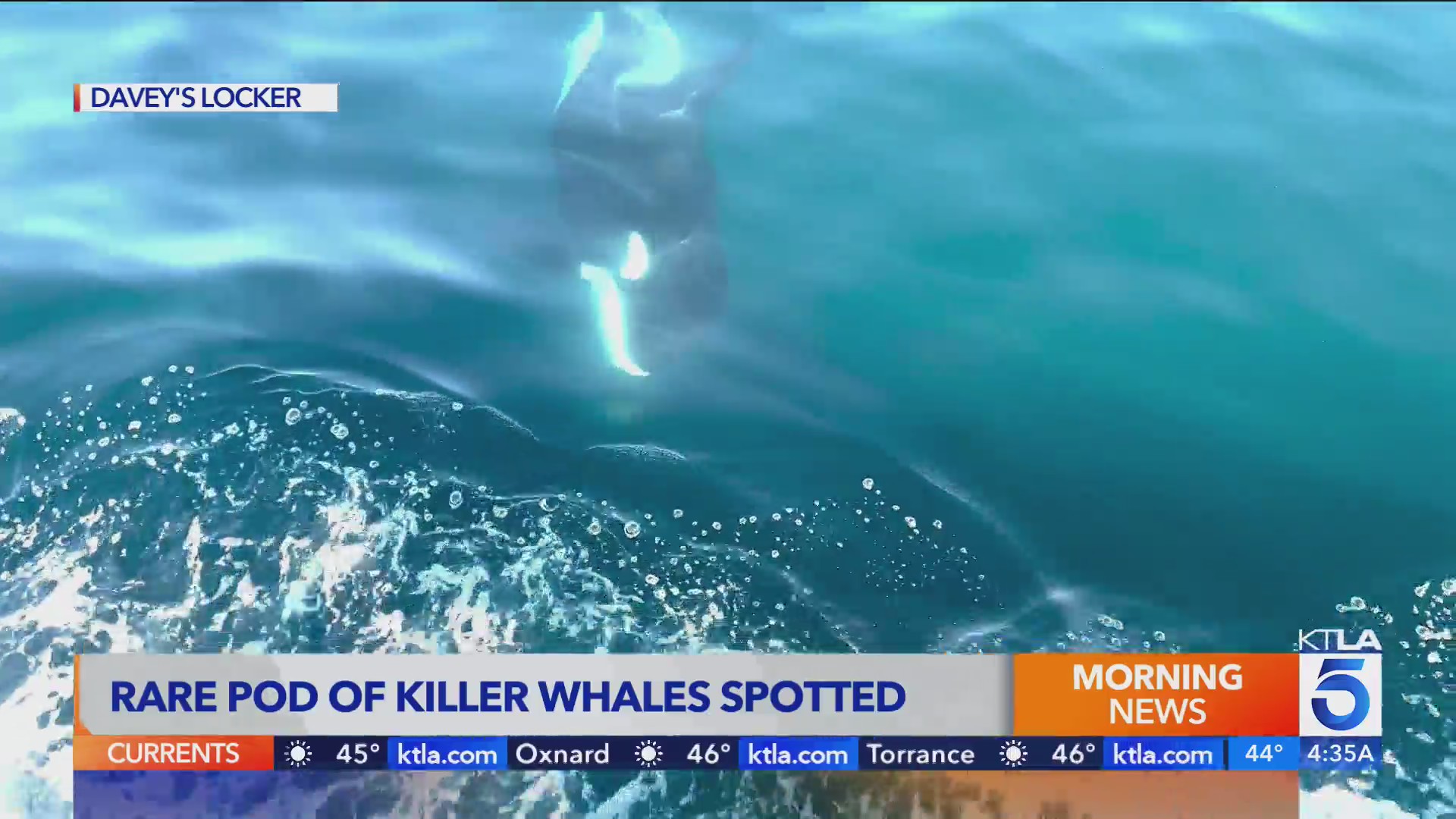 Rare pod of killer whales spotted off O.C. coast – KTLA
