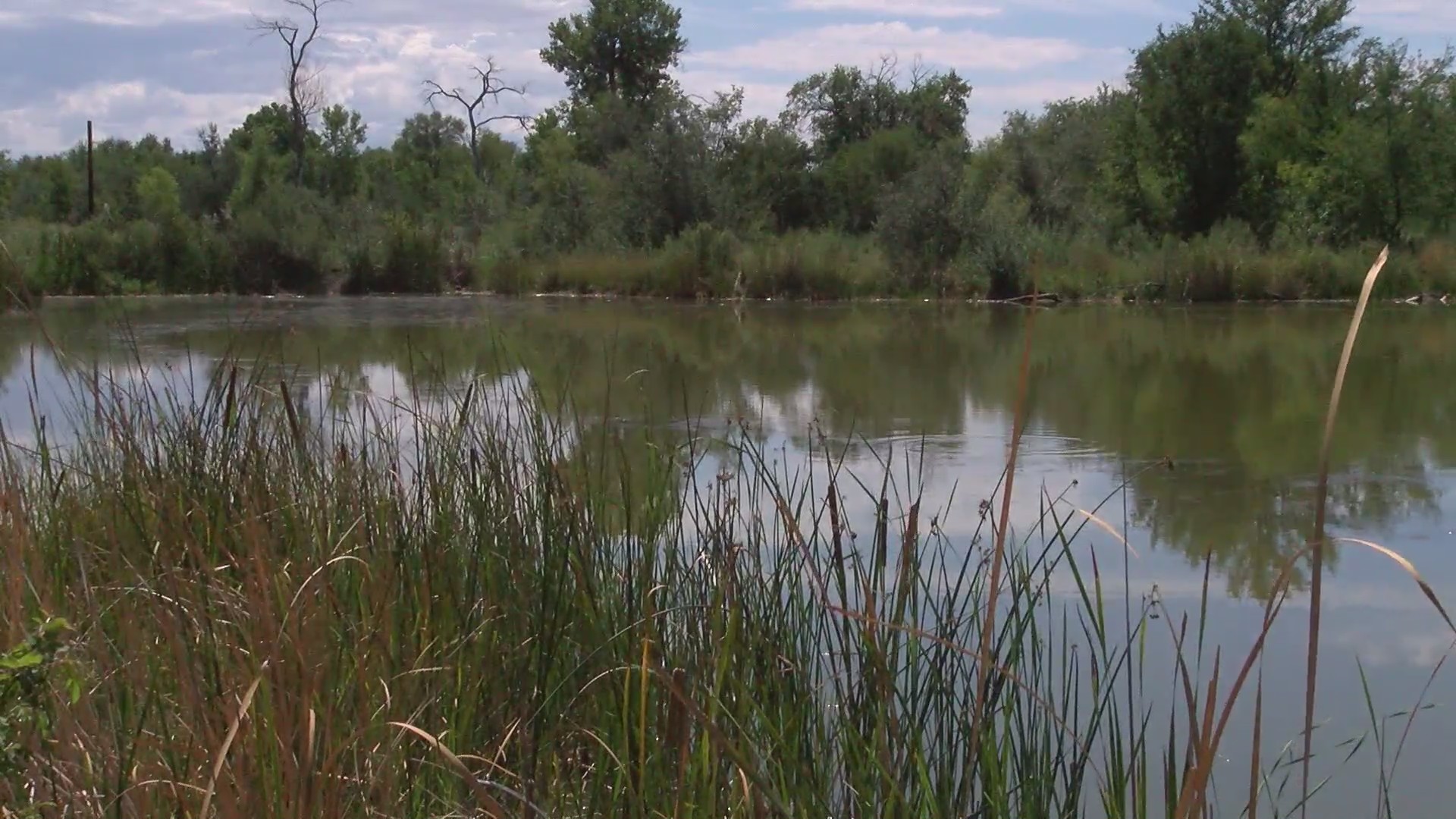 311 reports surfacing about illegal fishing in Albuquerque Bosque ponds ...