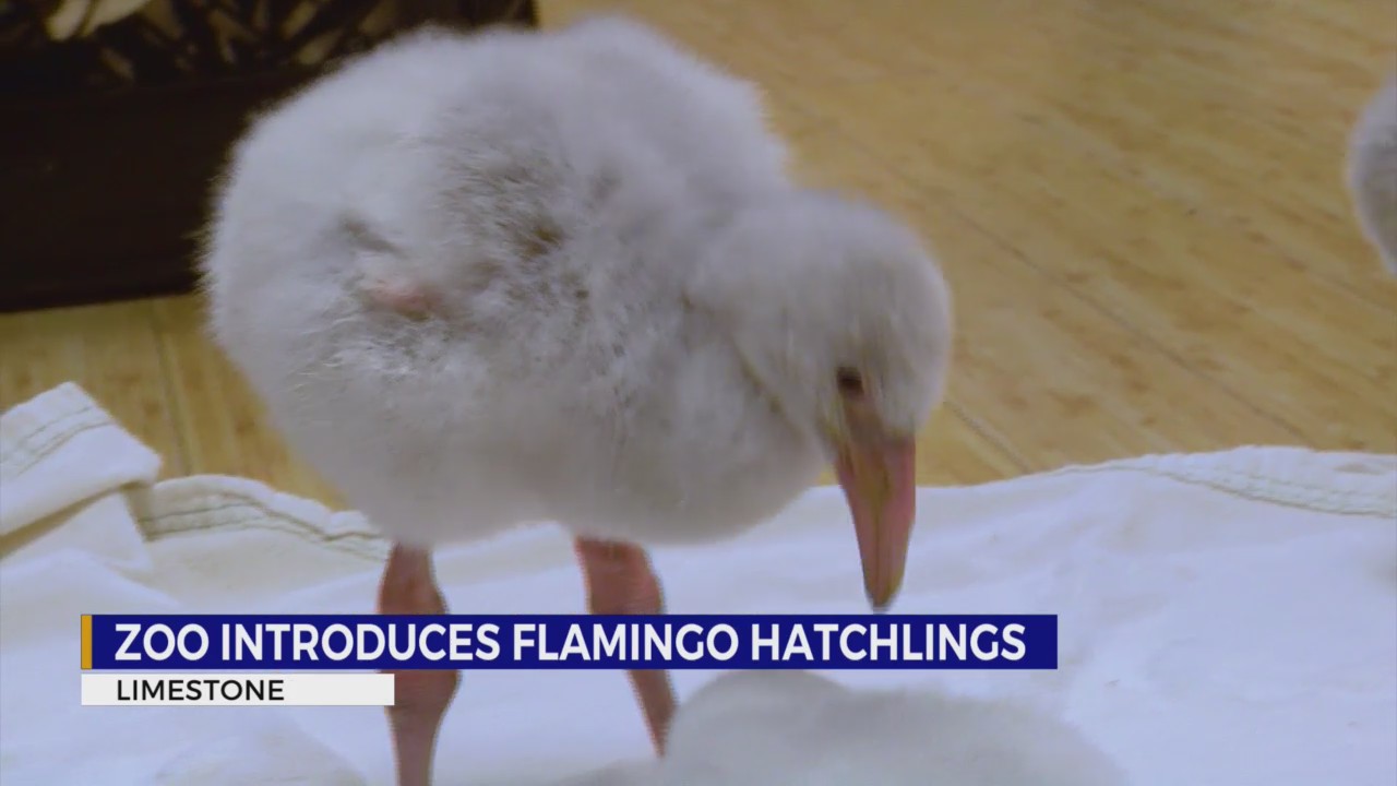 Flamingo hatchlings growing steadily at Bright’s Zoo with more expected ...