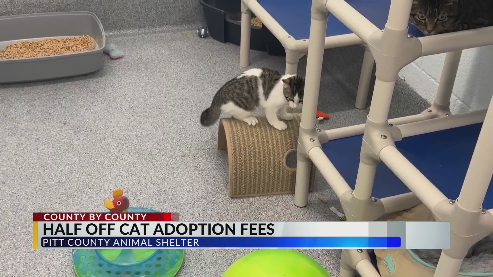 Pitt County Animal Services to offer half-off cat adoptions at adopt-a ...