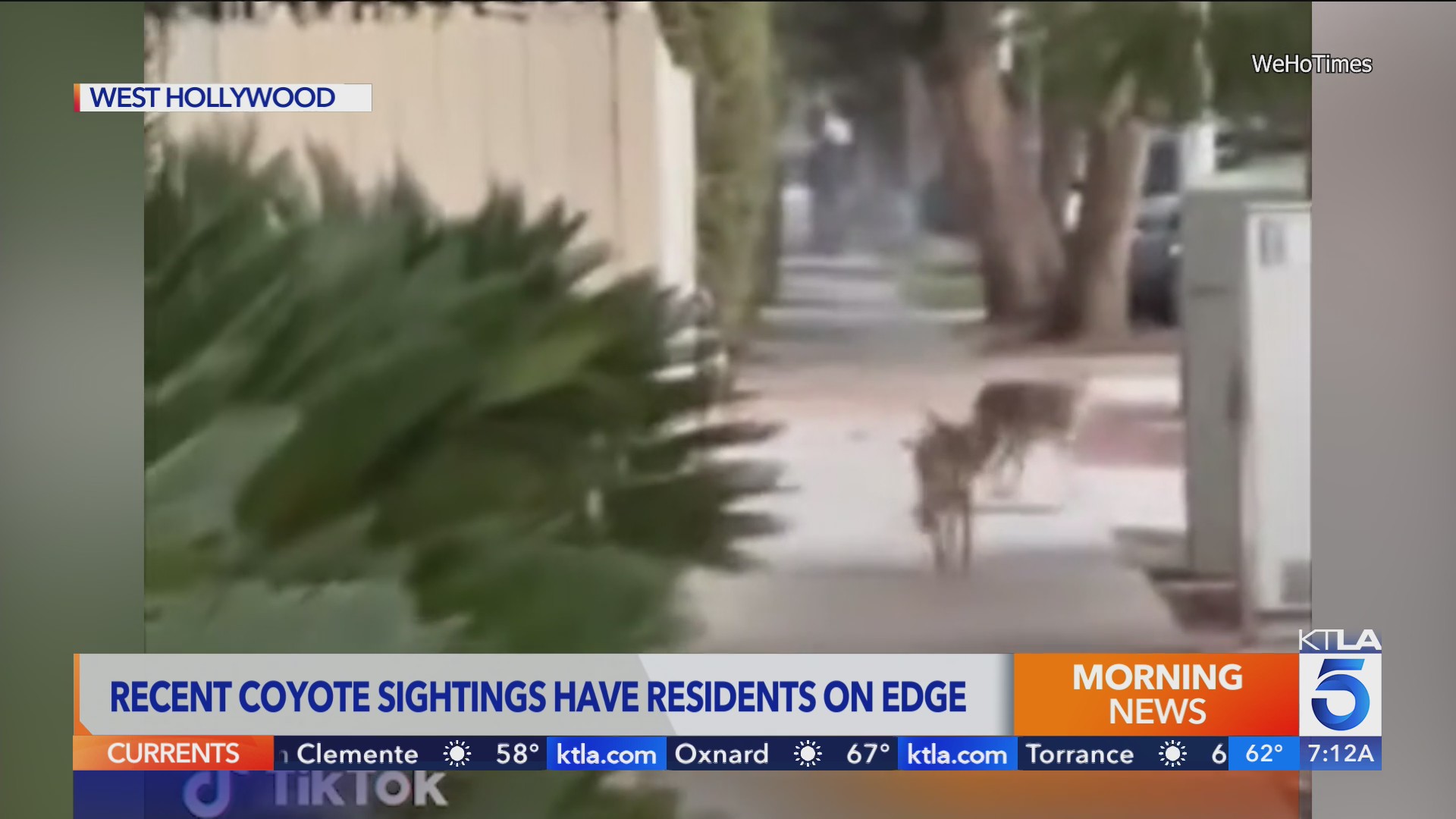 Coyote sightings cause concern for West Hollywood residents – KTLA