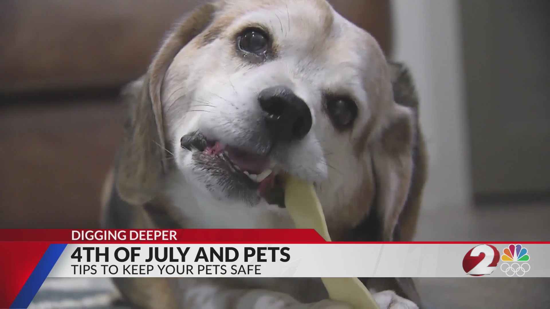 This Fourth of July, keep your pets safe with these tips – WDTN.com