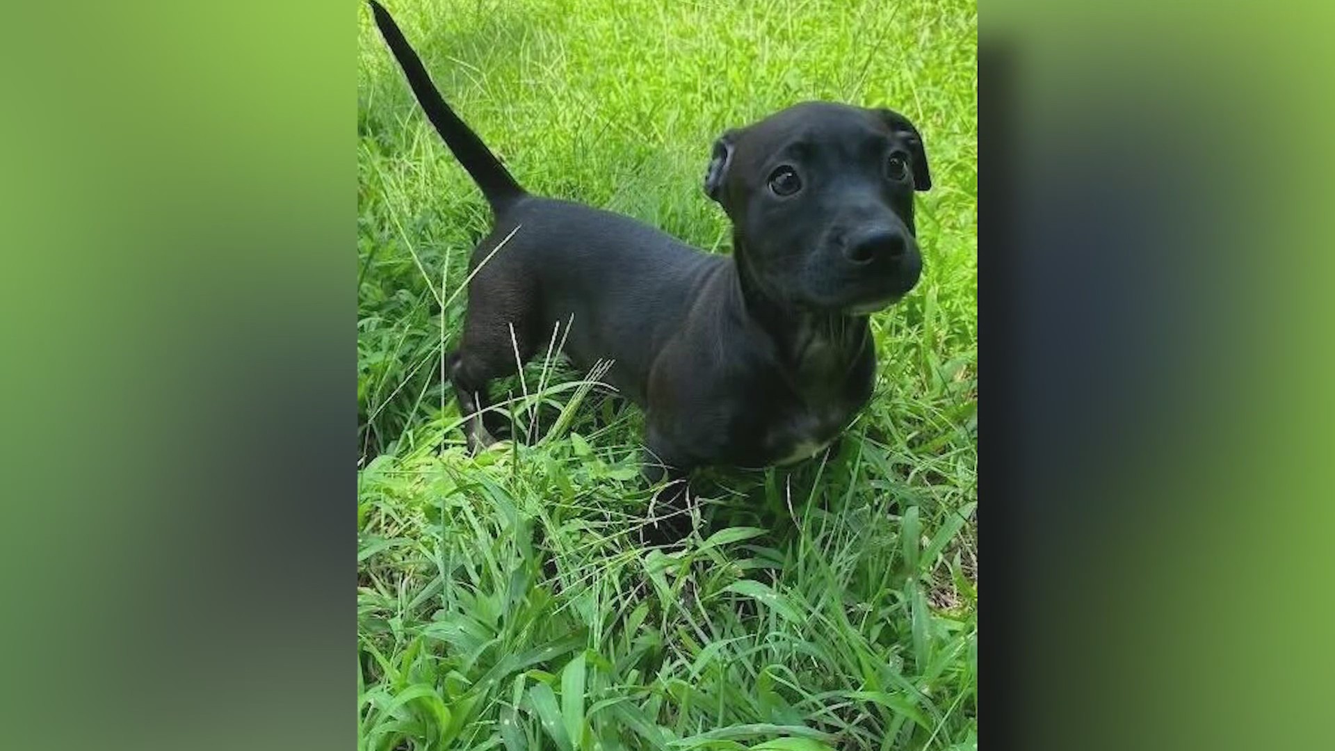 Stolen puppy returned: Peter back safe at Anti-Cruelty Society – WGN-TV