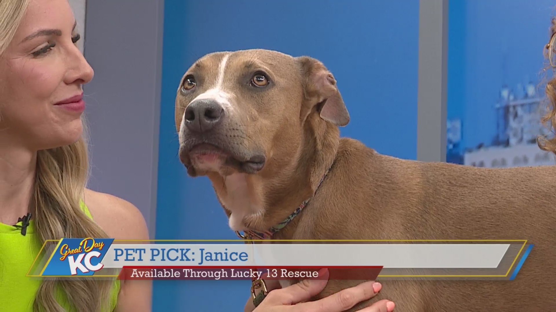 PET PICK: Janice! – FOX 4 Kansas City WDAF-TV | News, Weather, Sports