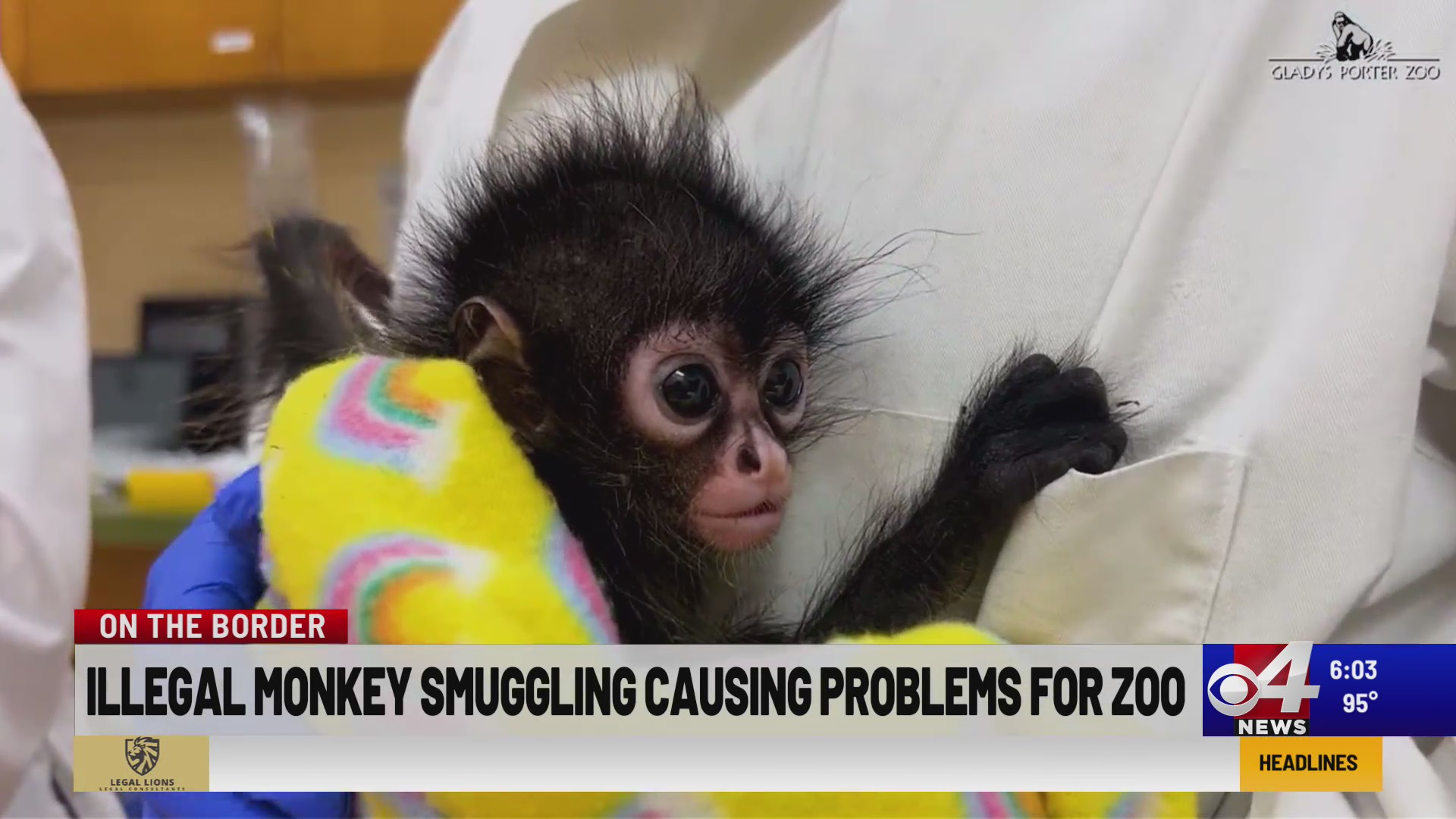 Illegal monkey smuggling causing problems for the Zoo – BorderReport
