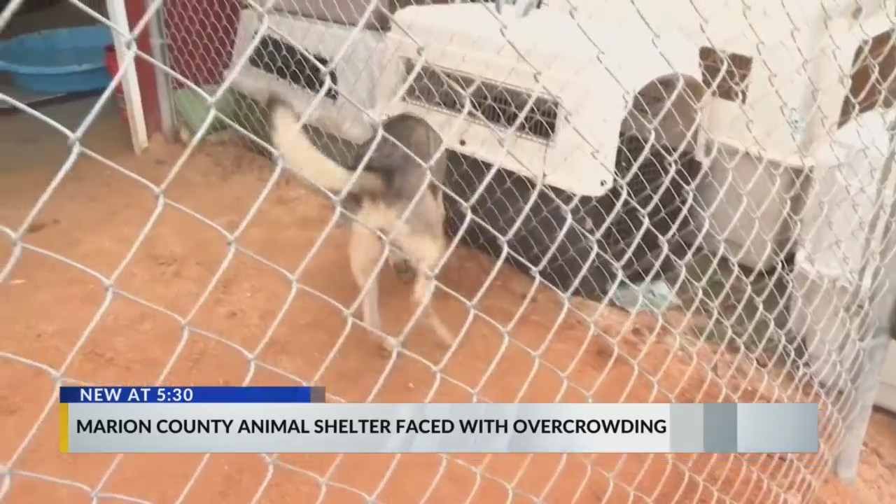 Marion County Animal Shelter director pleads for help amid overcrowding ...