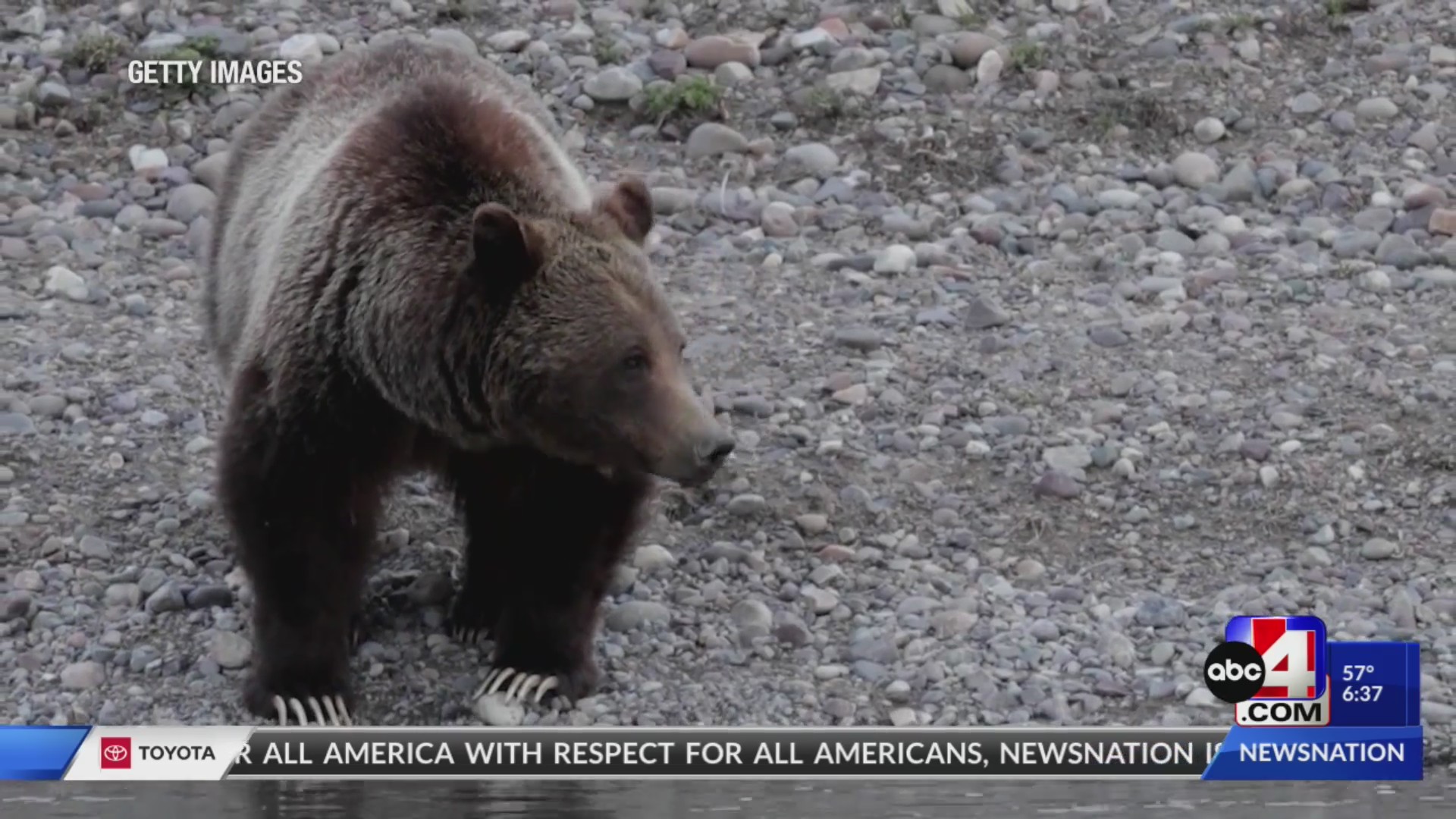 Could grizzly bears cross Utah’s border soon? Experts are not ruling it ...