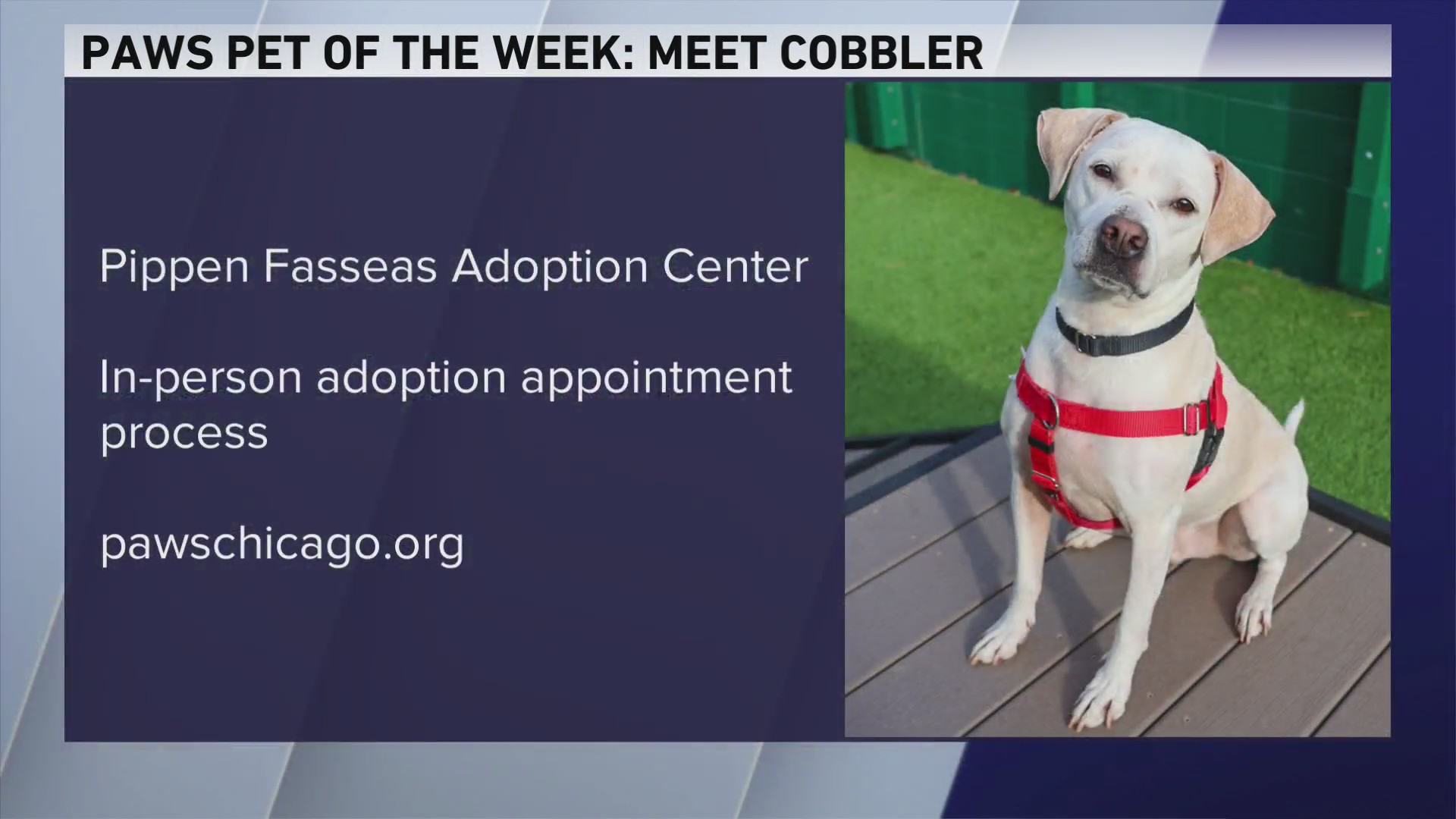 PAWS Chicago Pet of the Week: Cobbler – WGN-TV