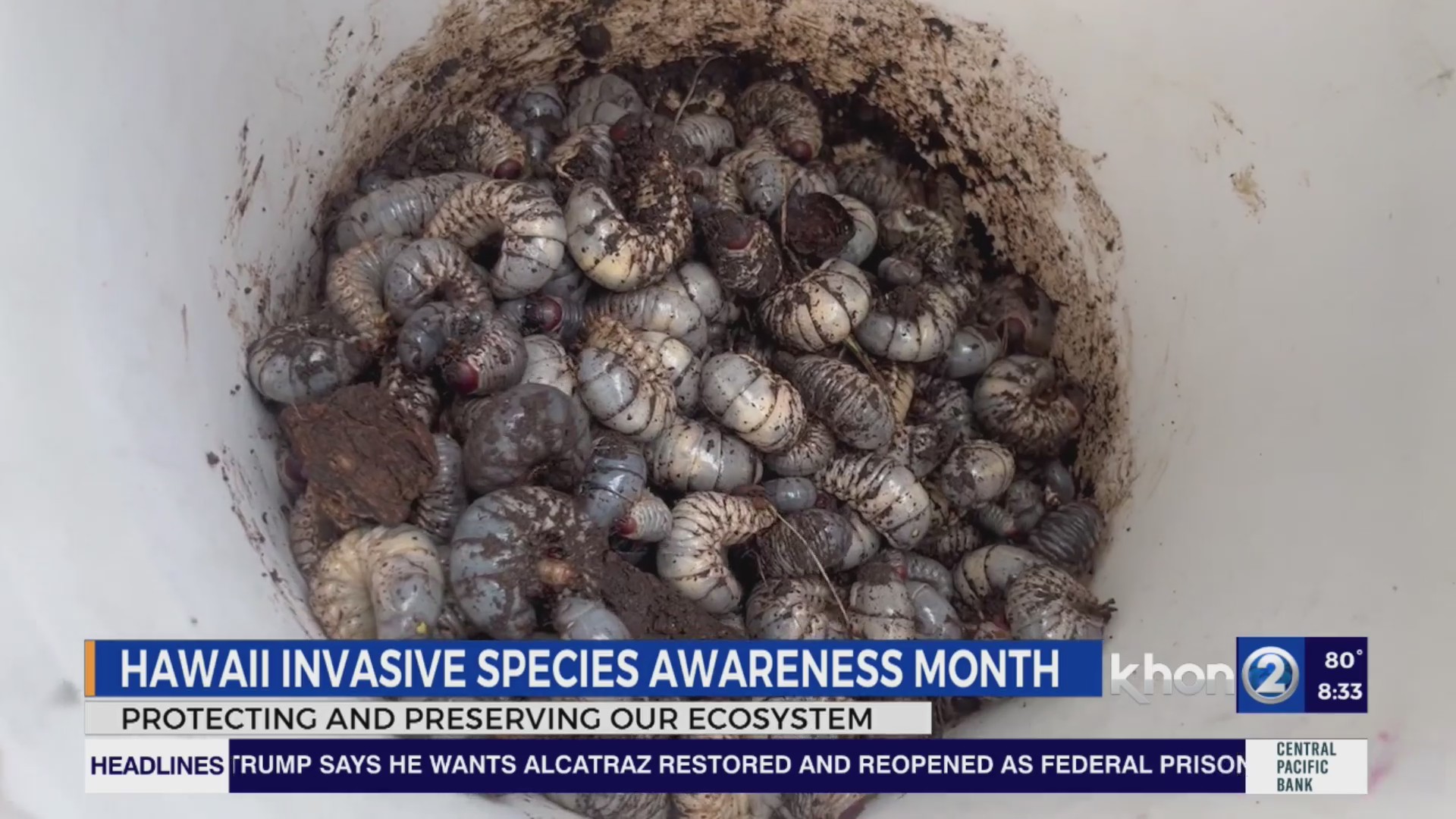 Invasive Species Awareness Month – KHON2