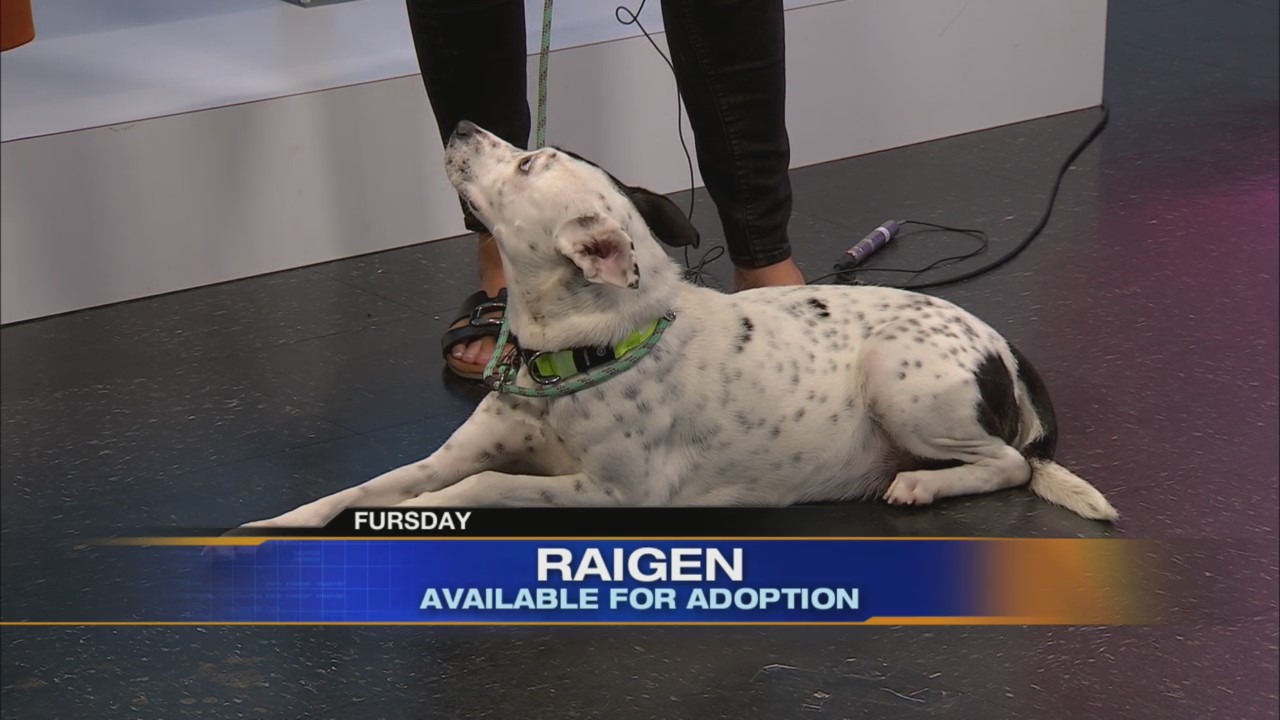 Thursday Fursday: Meet Raigen – KLRT – FOX16.com